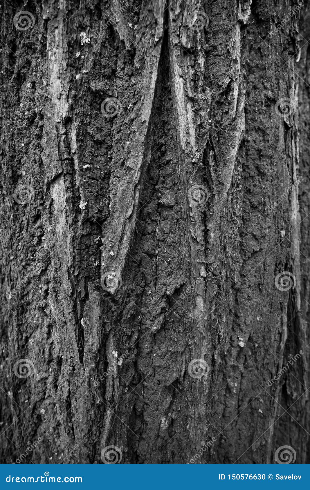 Monochrome Texture of Rough Tree Stock Photo - Image of material ...