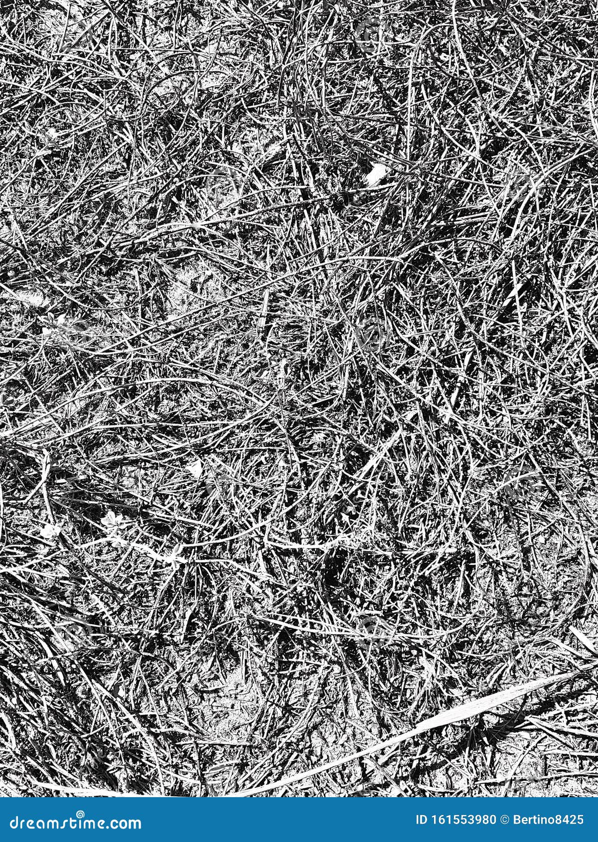 Texture - of plant sticks stock photo. Image of branches - 161553980