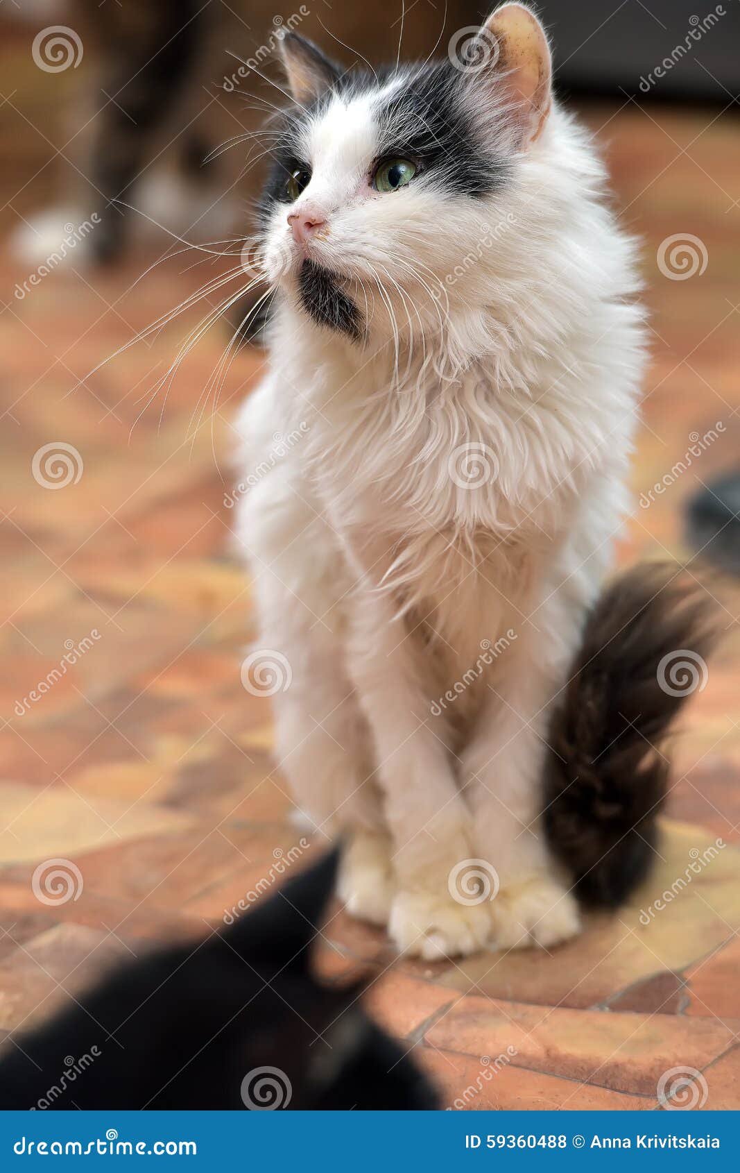 Black Fluffy Cat White