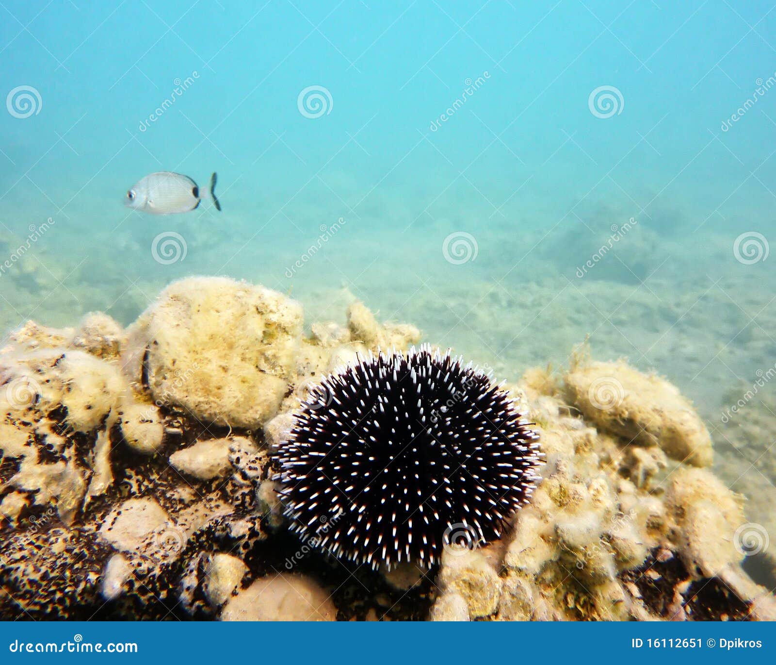 Black and White Thorned Sea Urchin and a Sheepshea Stock Image - Image ...