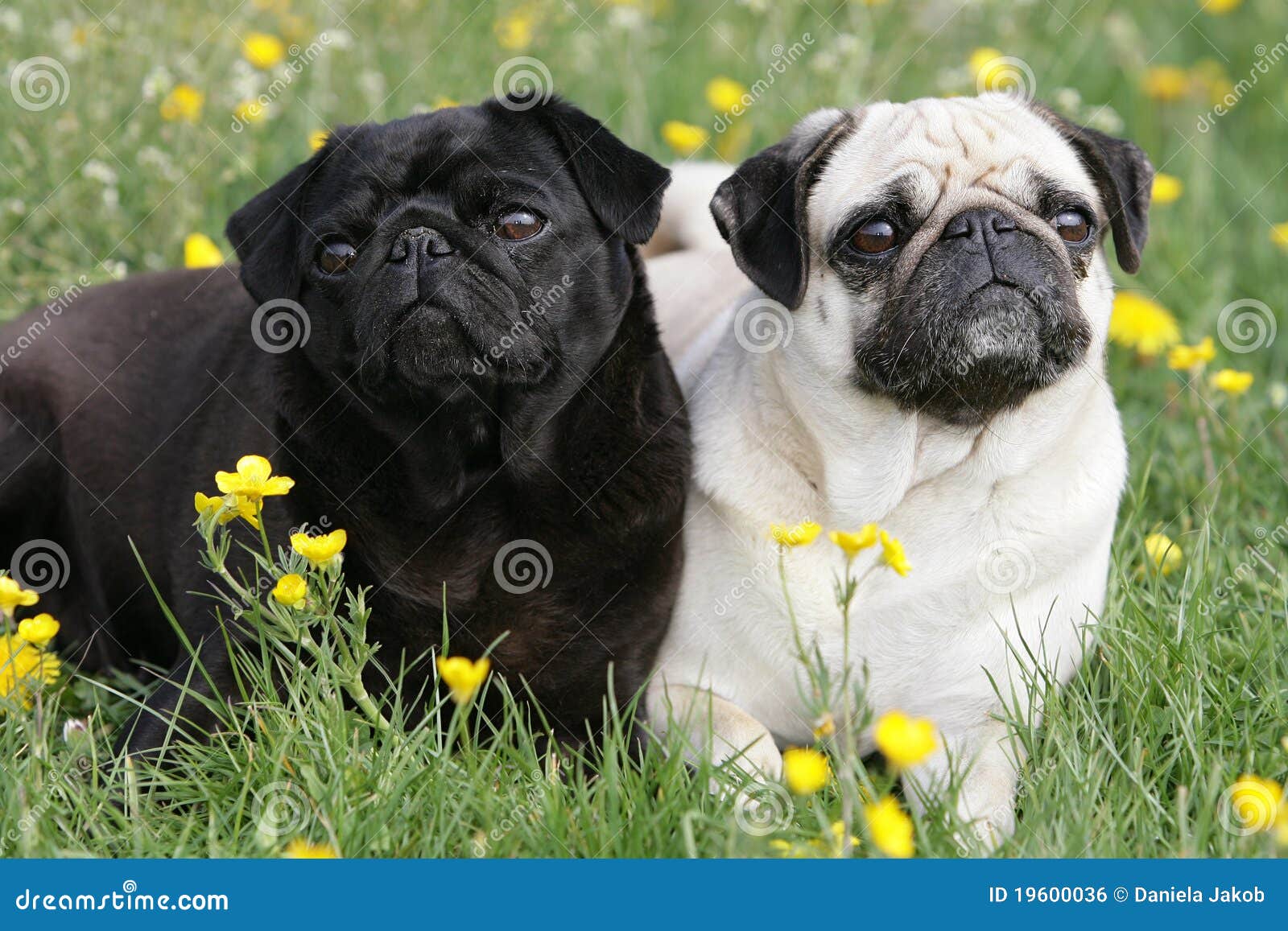 Black and white together stock photo. Image of glad, grass - 19600036