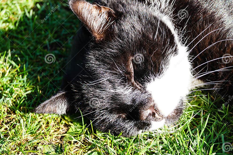 Cat without nose stock photo. Image of mammal, kitty - 219291882