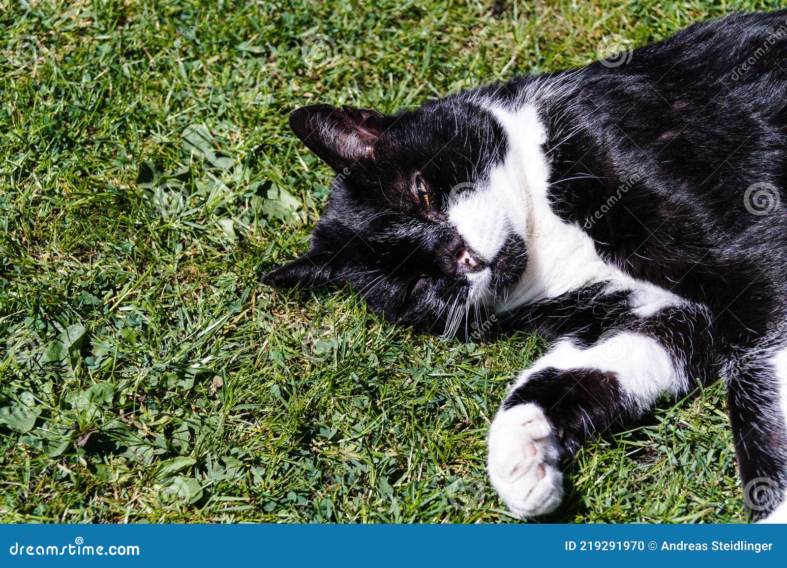 Cat without nose stock photo. Image of cats, sneeze - 219291970
