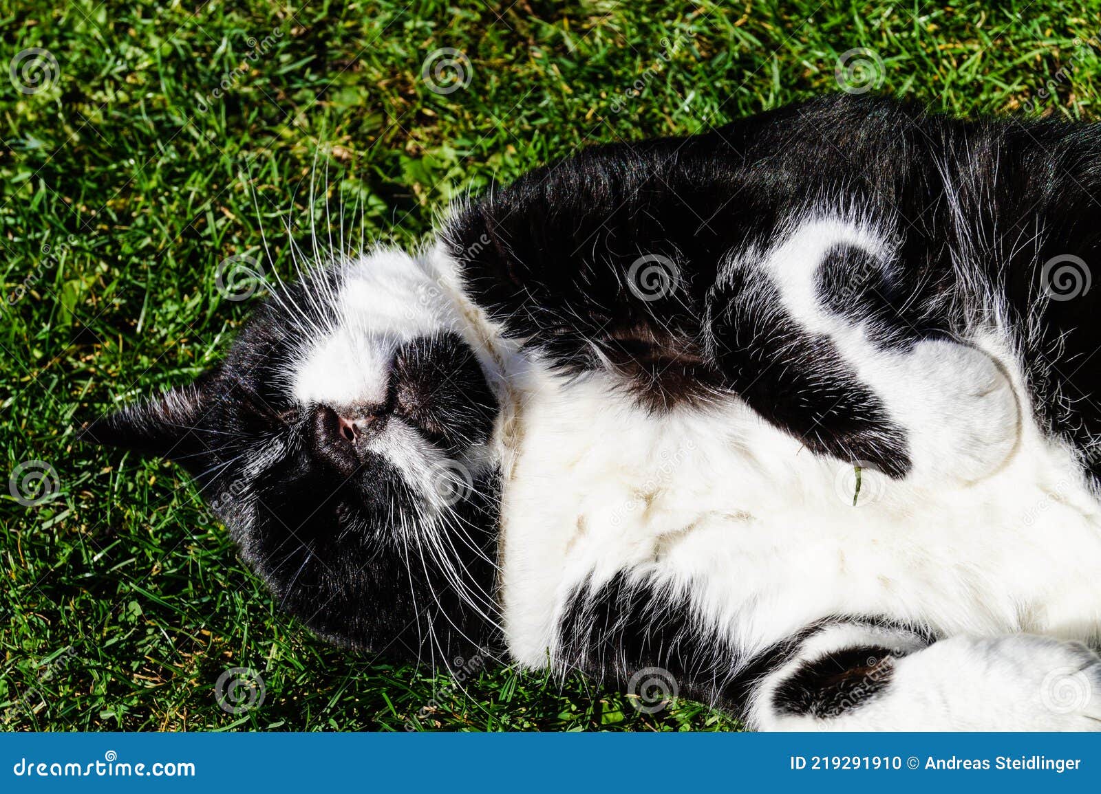 Cat without nose stock photo. Image of grass, cute, disease - 219291910