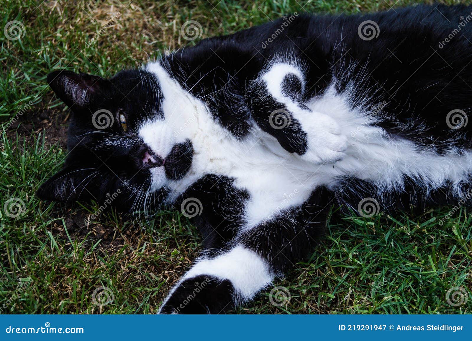 Cat without nose stock image. Image of allergic, nose - 219291947