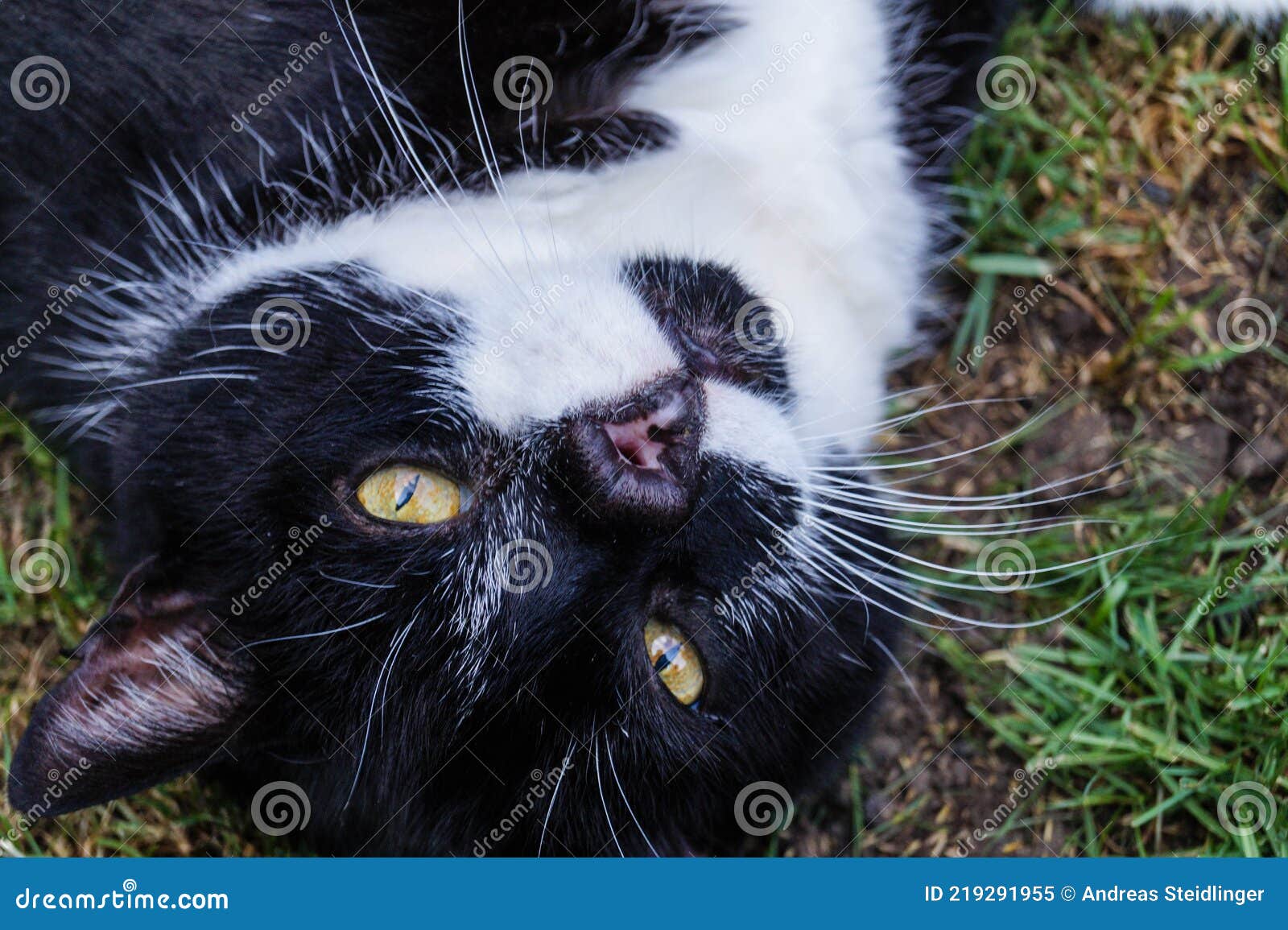 Cat without nose stock image. Image of rhinitis, sneeze - 219291955