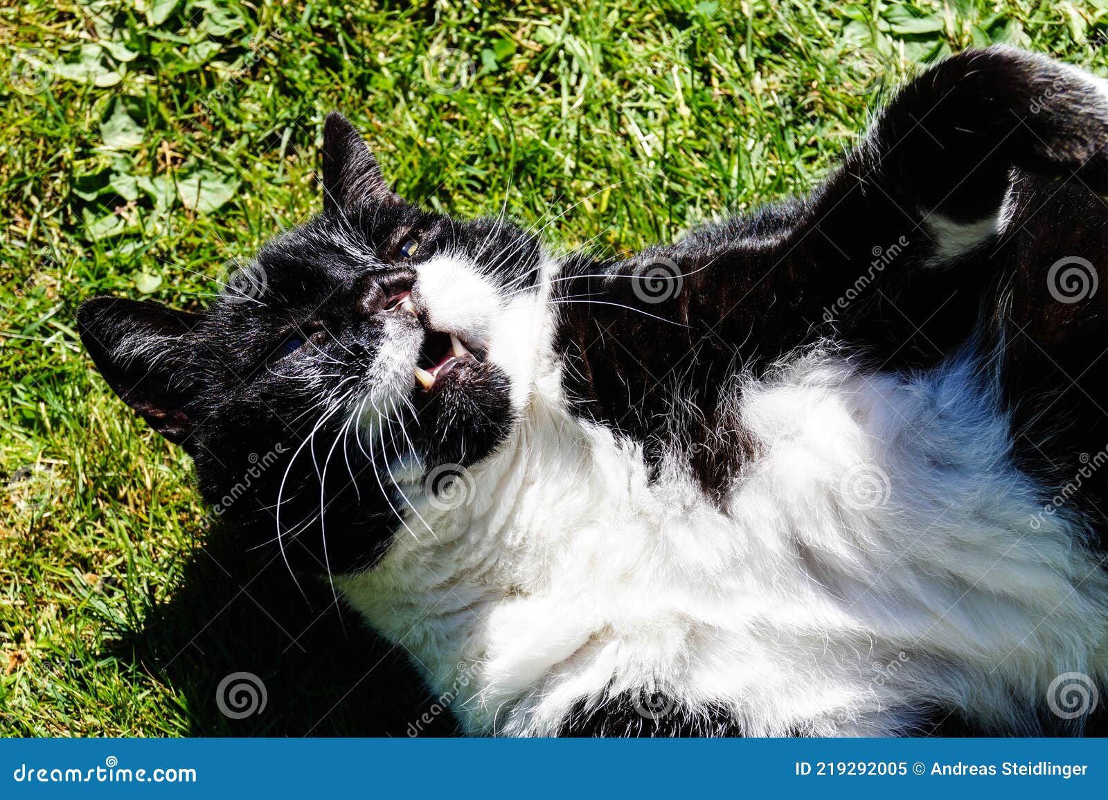 Cat without nose stock image. Image of sneeze, outdoor - 219292005