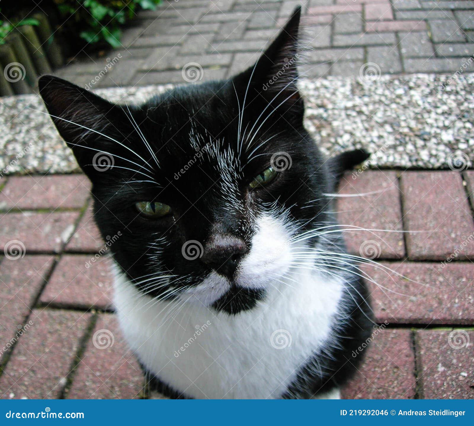 Cat without nose stock photo. Image of allergic, cute - 219292046