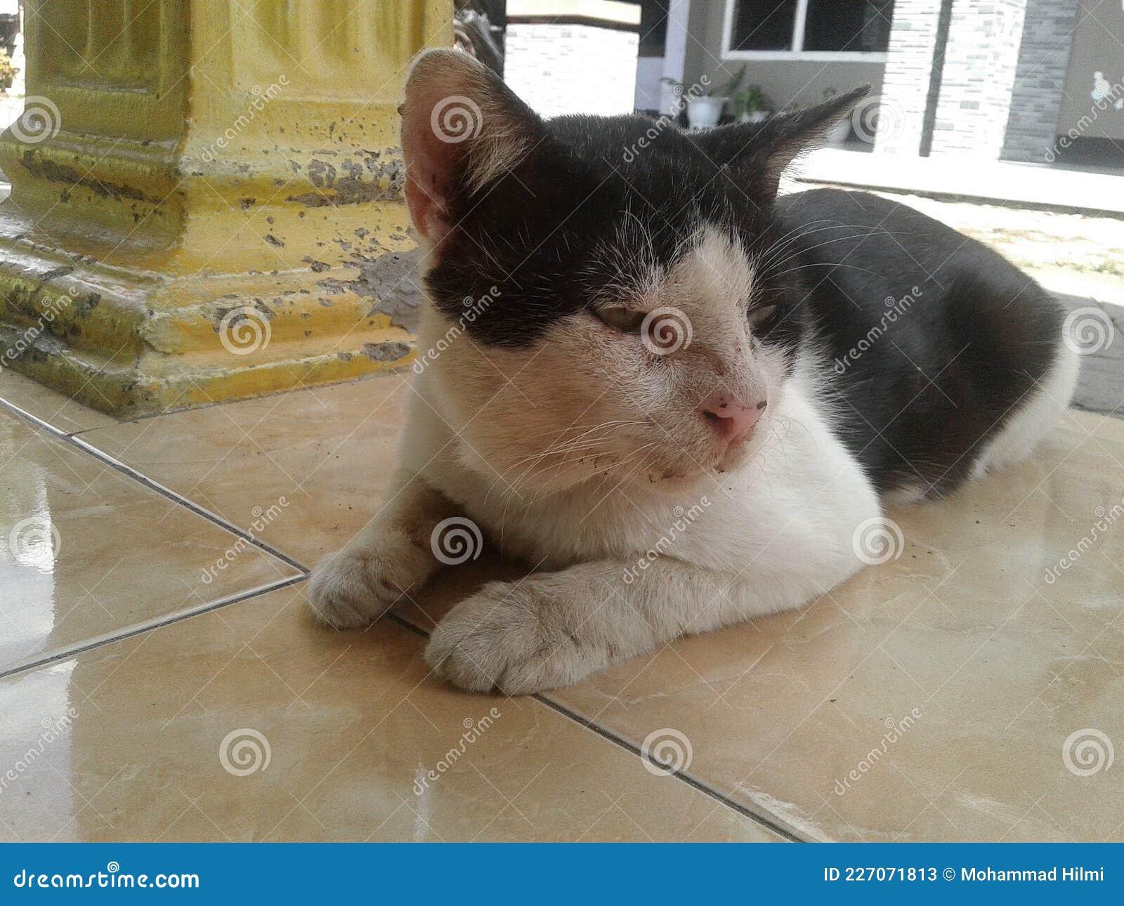 White Tomcat In His Cat Bed Royalty-Free Stock Photography ...
