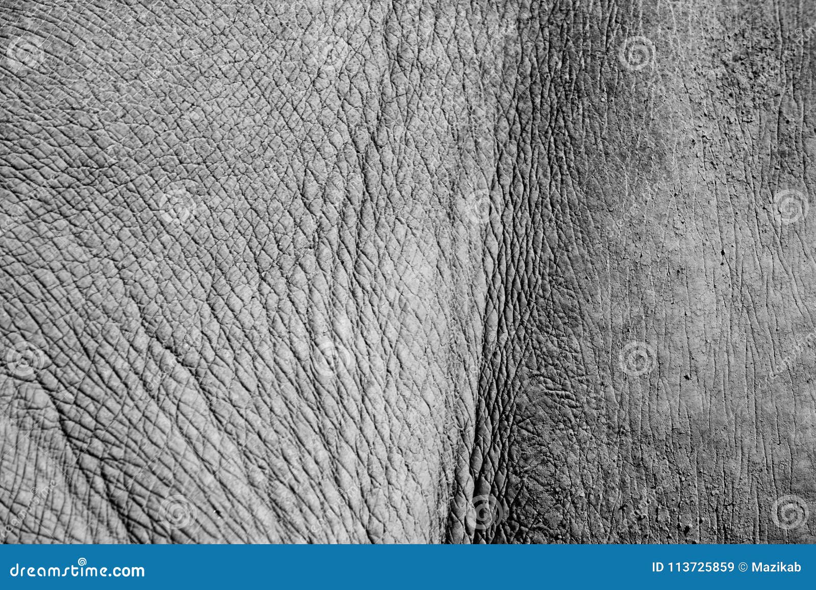 Rhino skin stock image. Image of endangered, aged, horned - 113725859