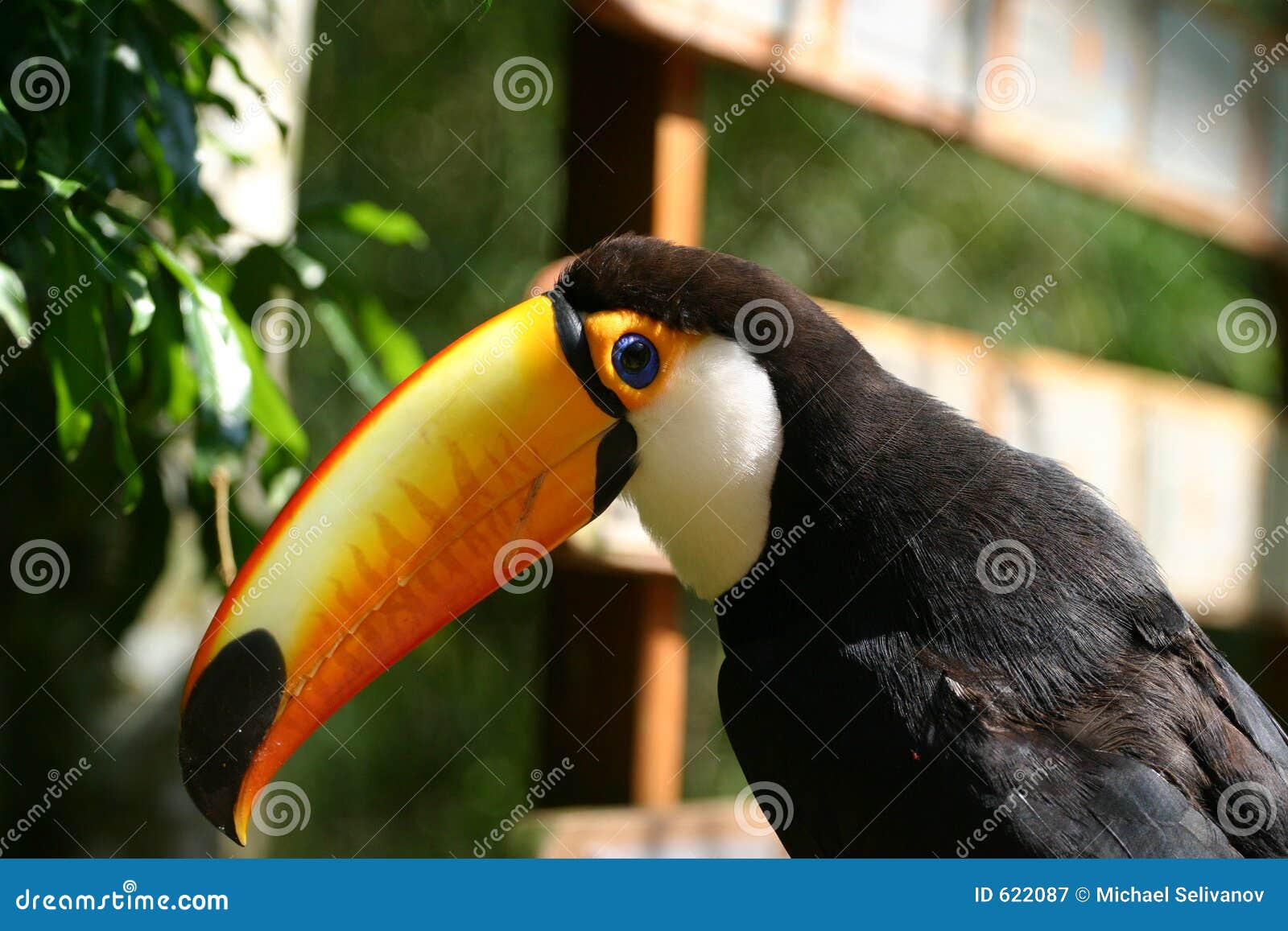 The black and white toucan stock image. Image of bird, animal - 622087