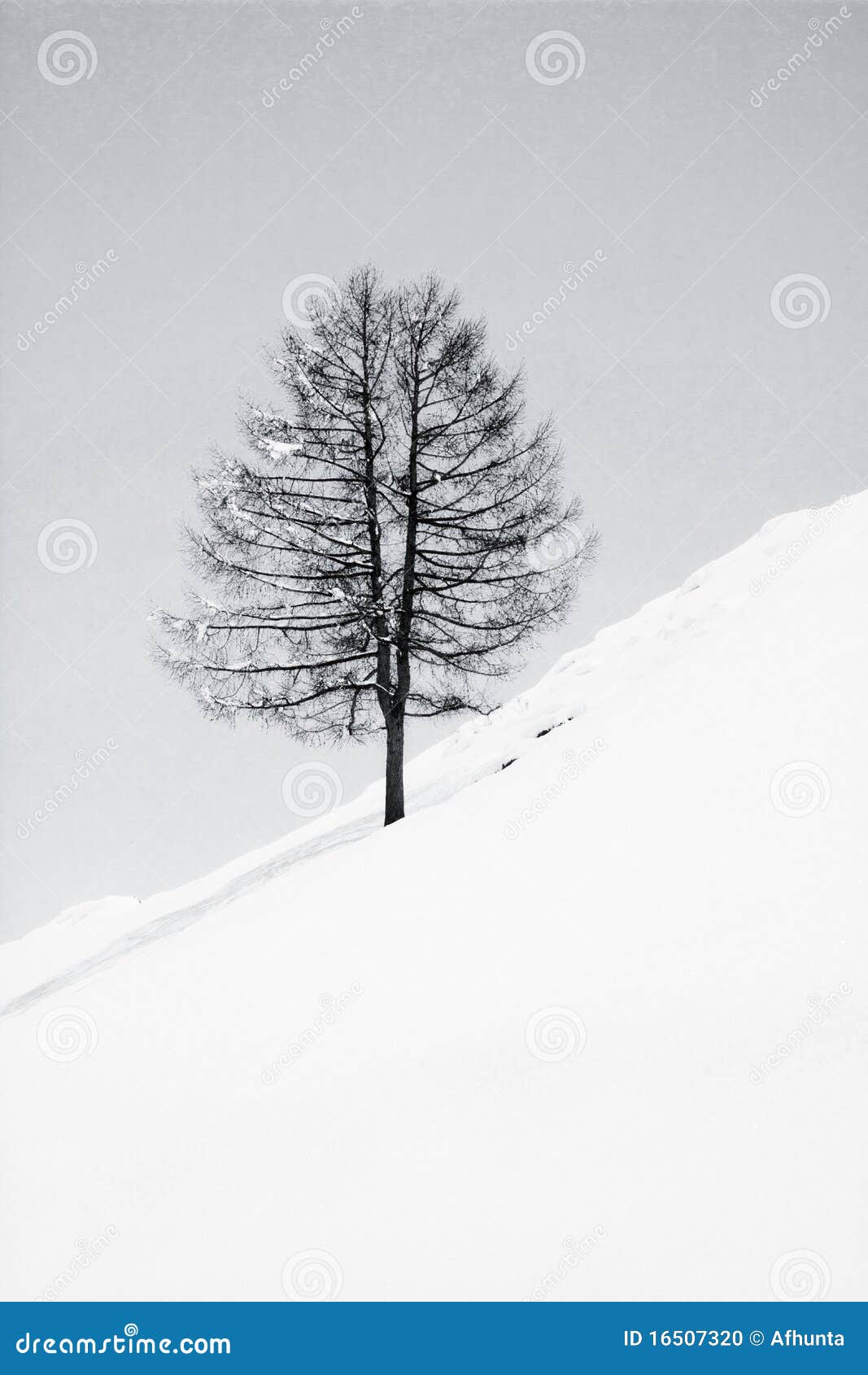 102 Lone Barren Oak Tree Stock Photos - Free & Royalty-Free Stock ...