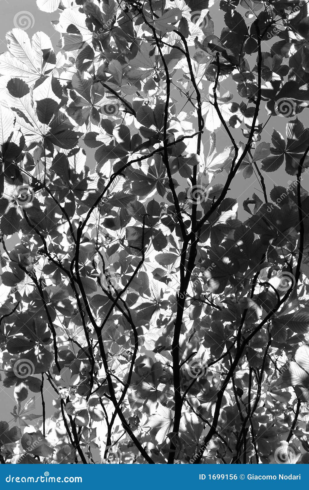 Black and white tree stock photo. Image of trees, beauty - 1699156