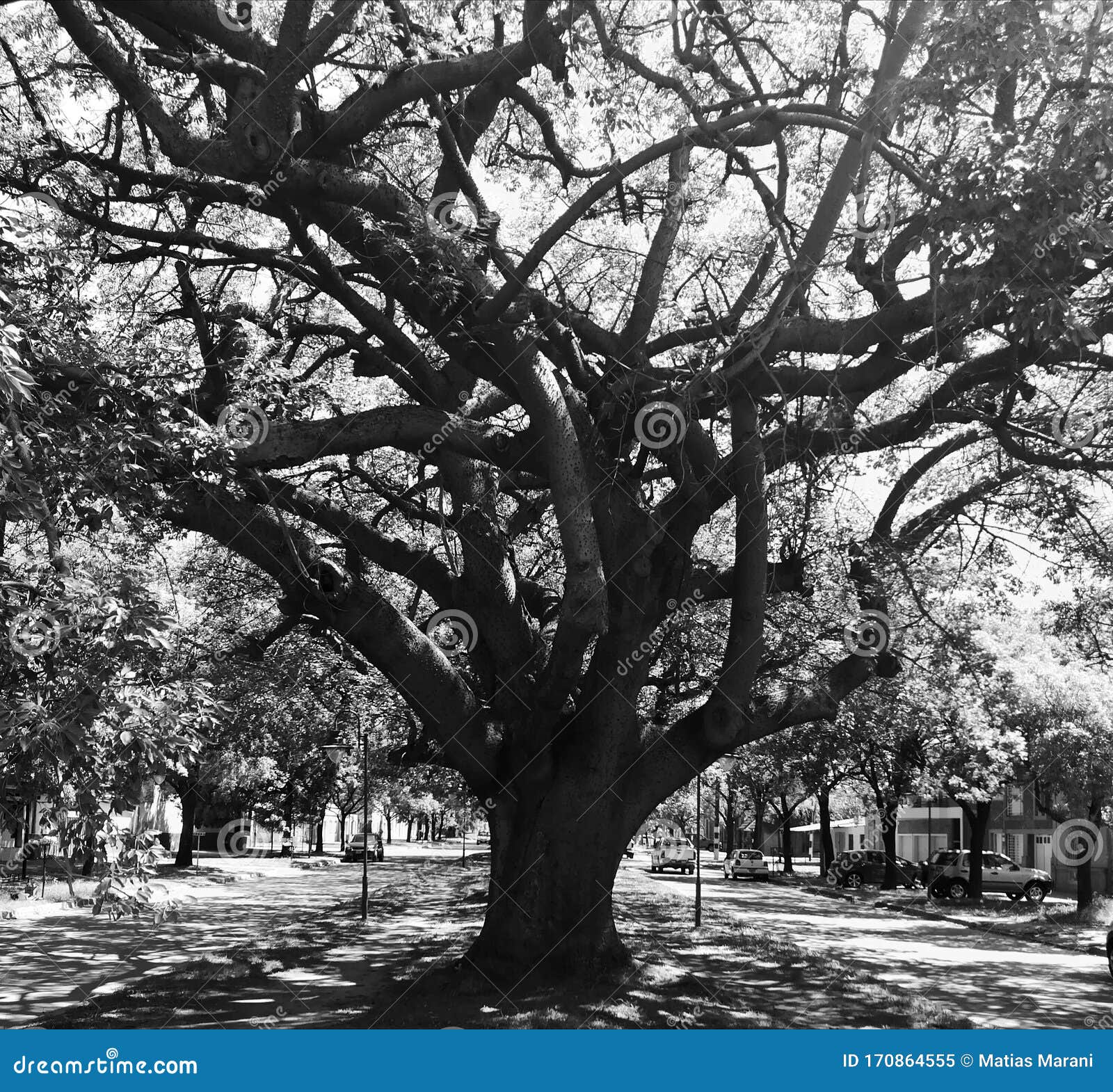 Black and White tree stock image. Image of nature, plant - 170864555