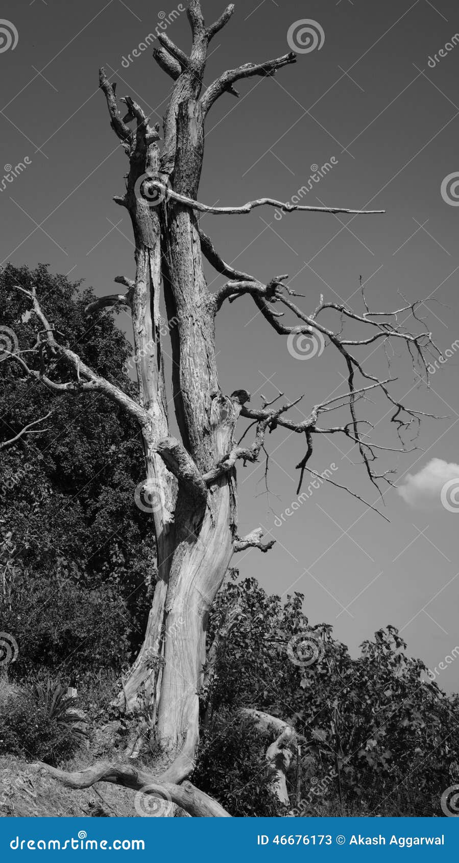 Kumbhalgarh Fort Black Stock Photos - Free & Royalty-Free Stock Photos ...