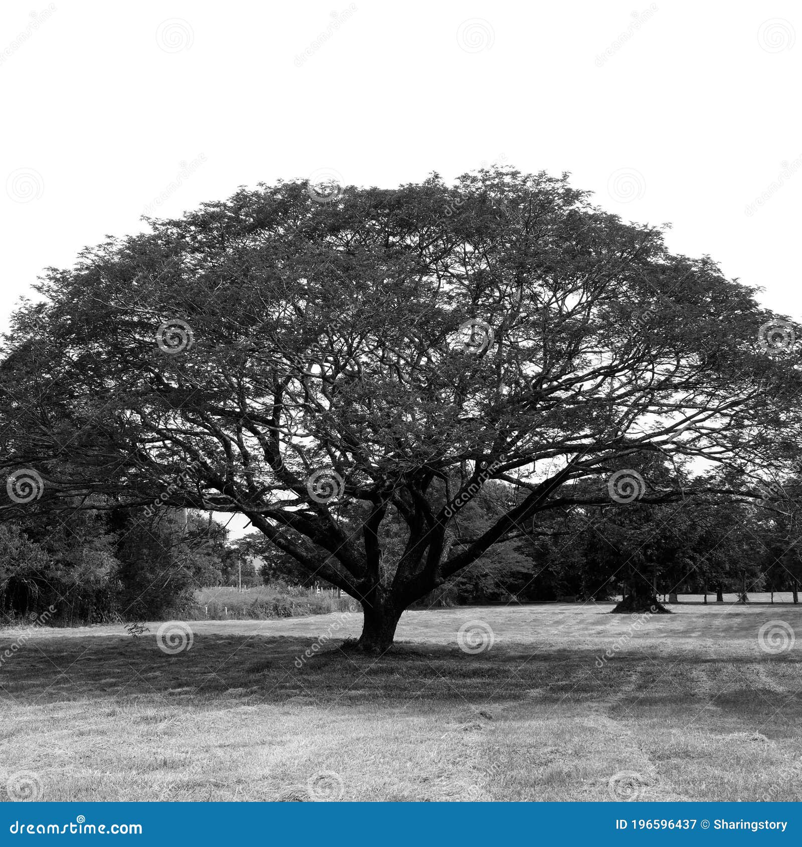 Black and White Tree on White Background Stock Image - Image of ...
