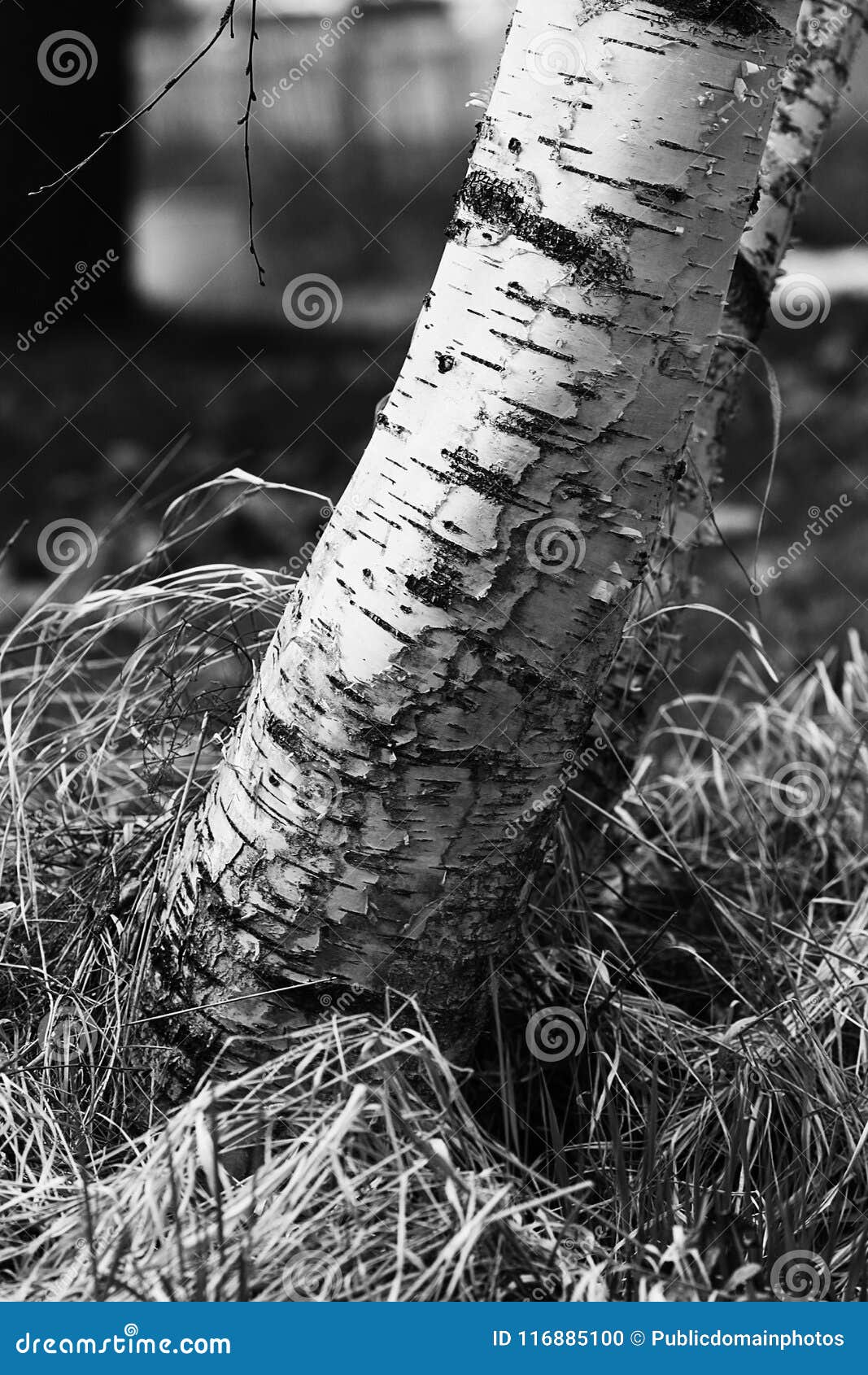 Black And White, Tree, Branch, Monochrome Photography Picture. Image ...