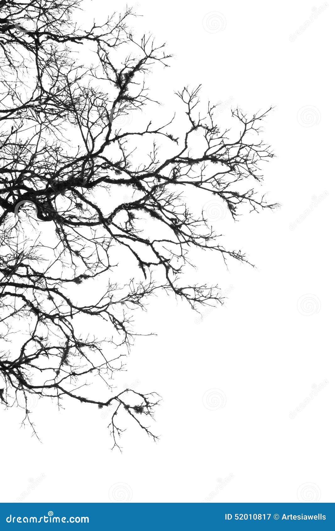 Black and White Tree Margin Stock Image - Image of white, twig: 52010817