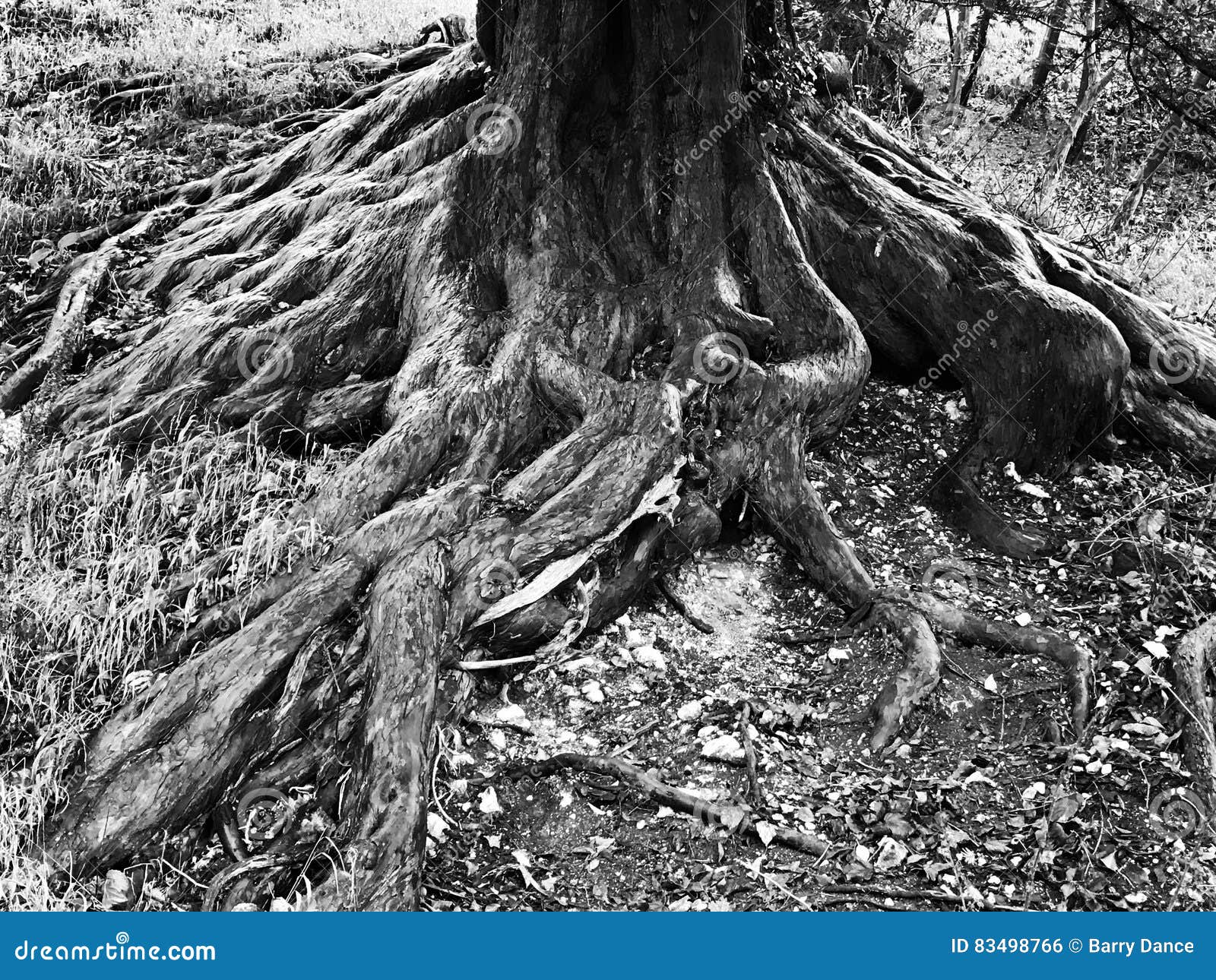 Black and white tree root stock photo. Image of black - 83498766