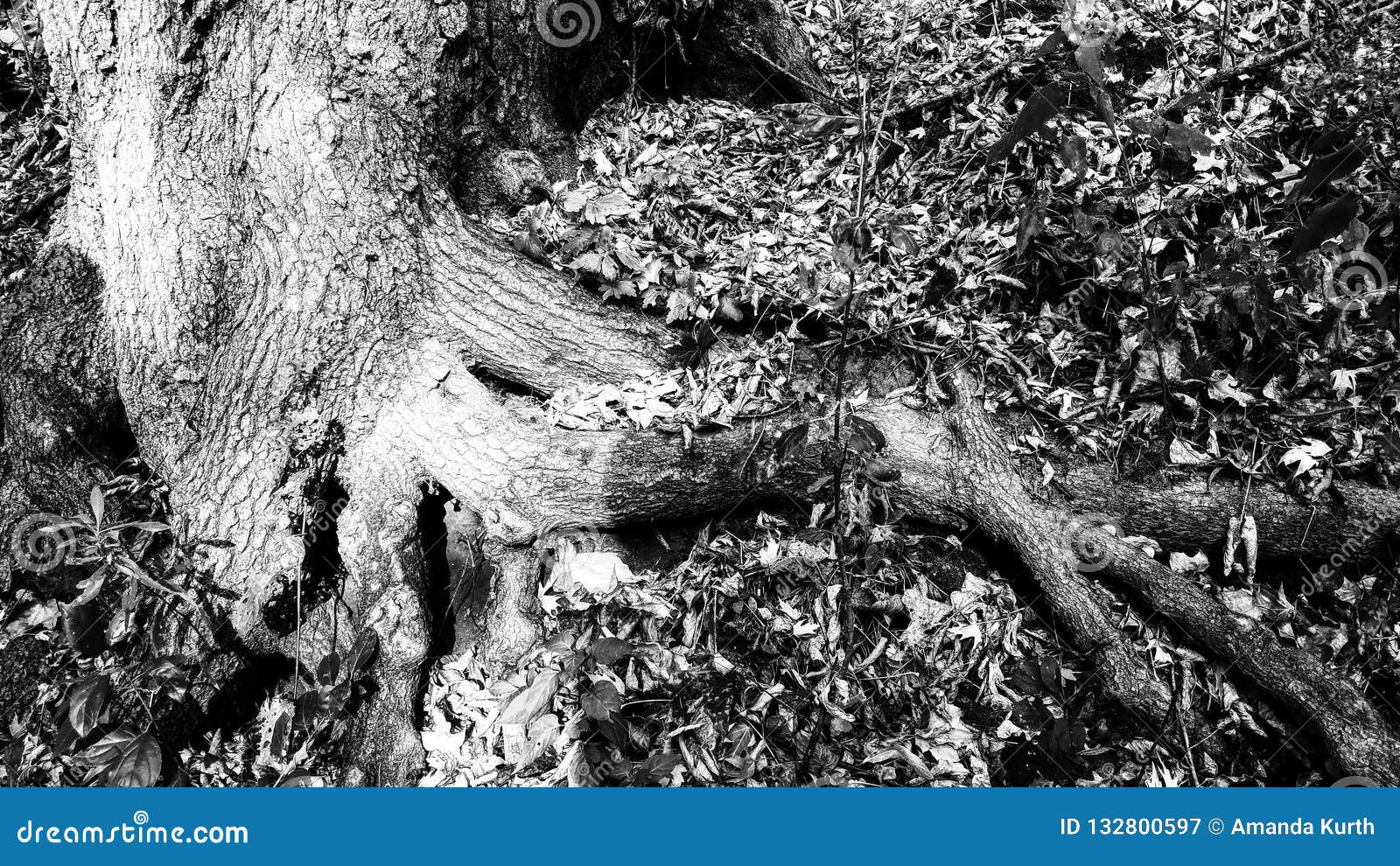 Black and white tree roots stock image. Image of sharp - 132800597
