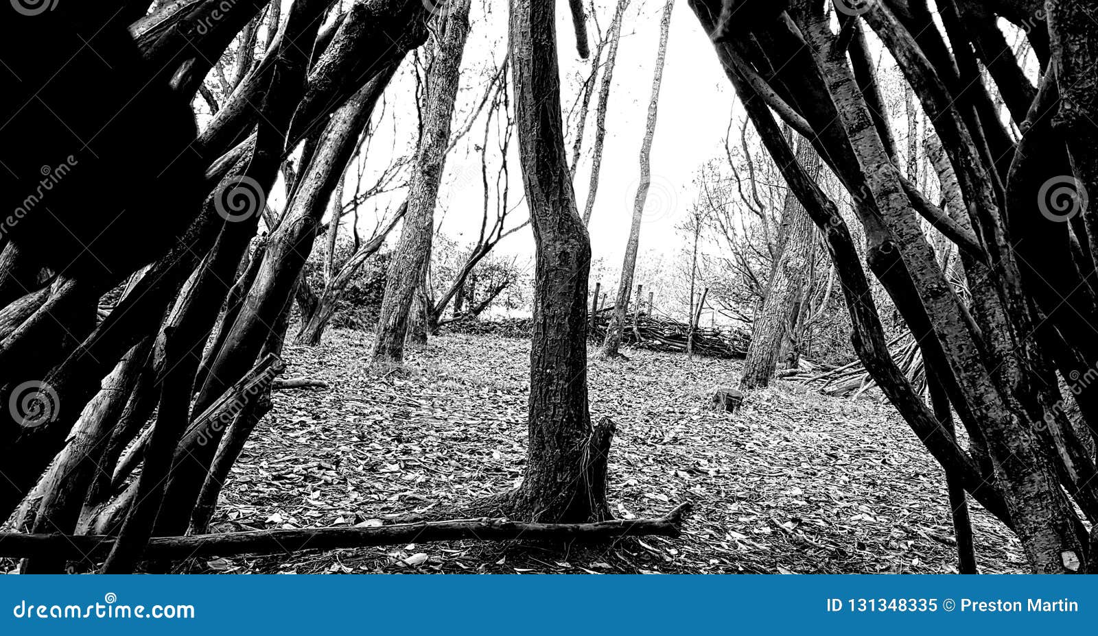 Black and White Tree Structure Stock Image - Image of white ...