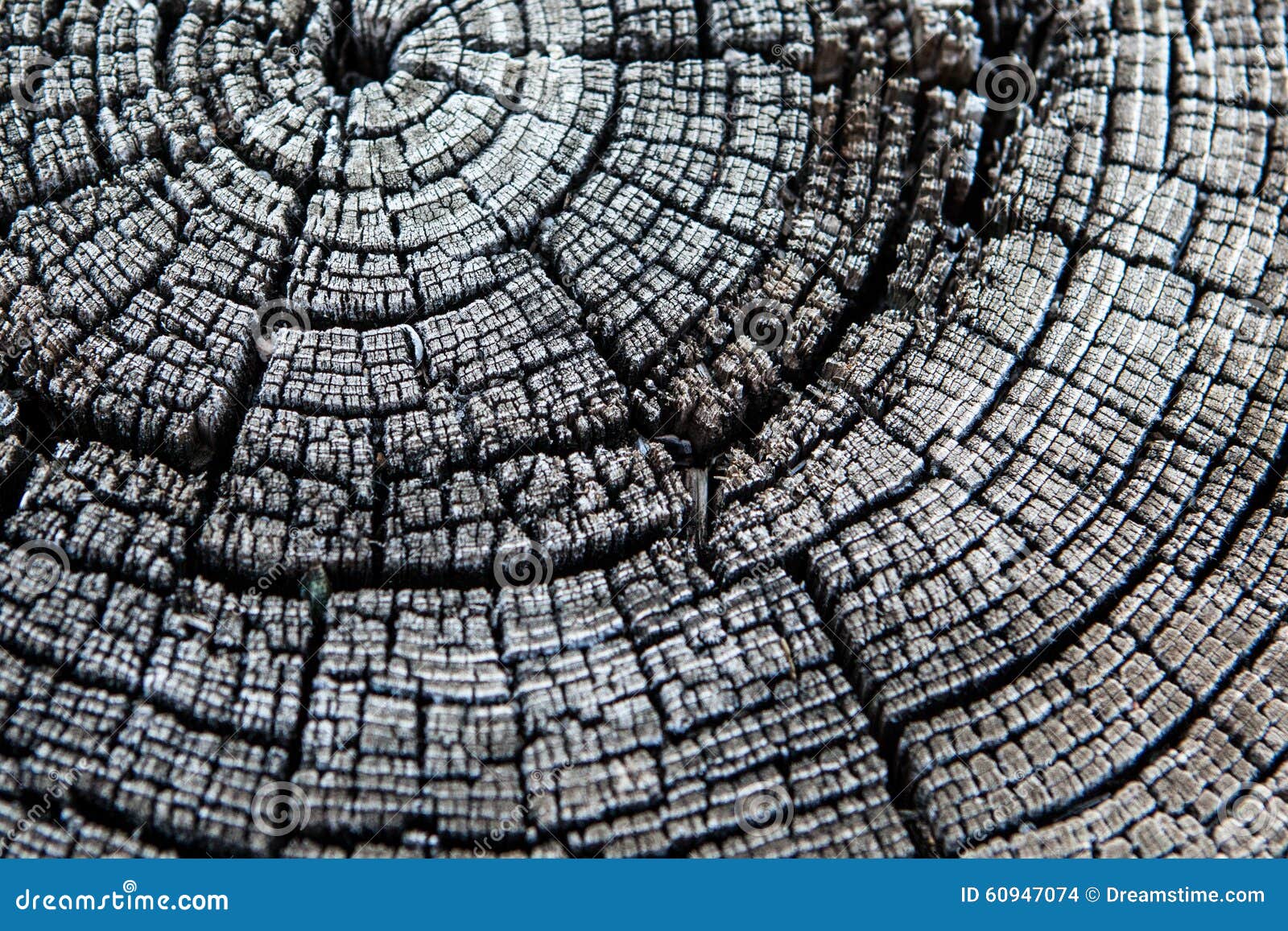 Tree Rings Texture / Cross Section Of Tree Showing Growth Rings Royalty ...