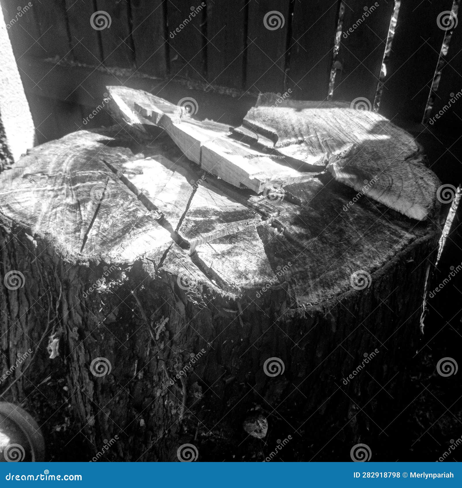 Black and White Tree Stump with Shading Stock Photo - Image of ...