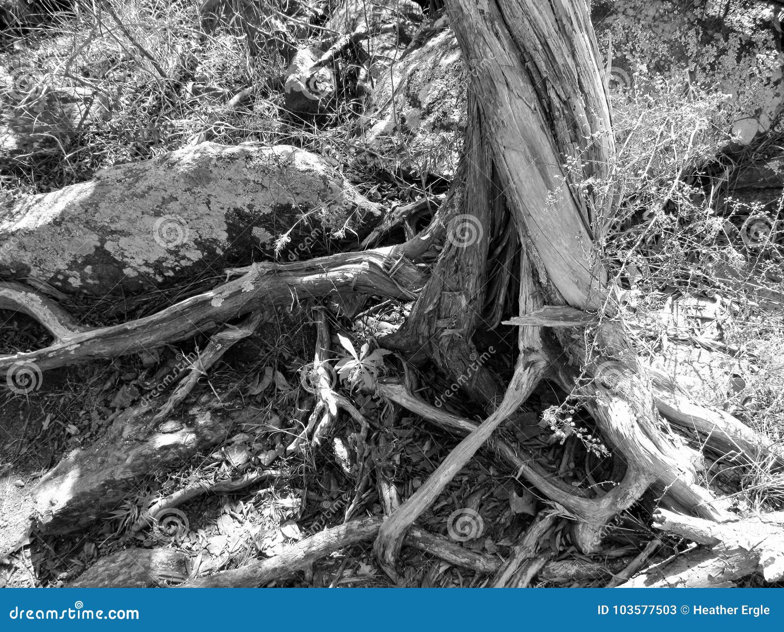 Black & white tree stock image. Image of death, tree - 103577503