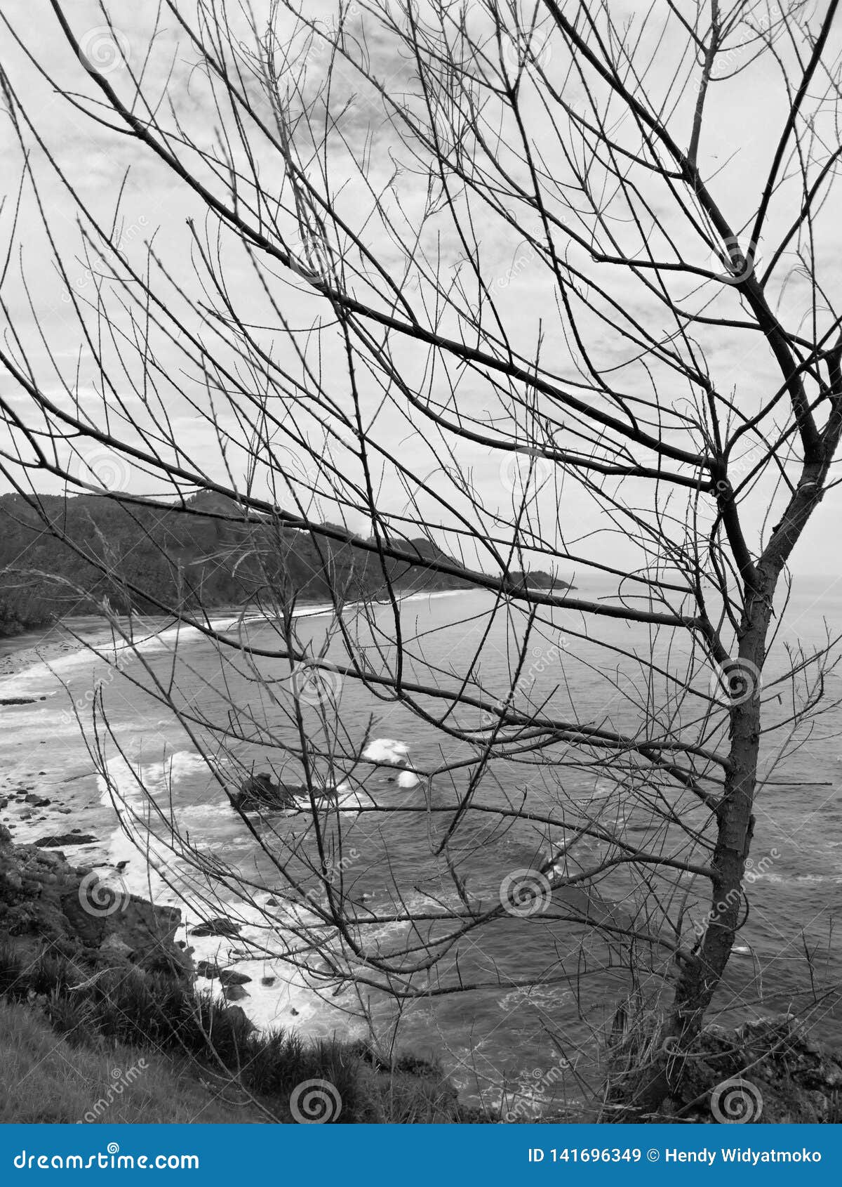 DEAD TREE on BLACK and WHITE VIEW Stock Image - Image of view, black ...
