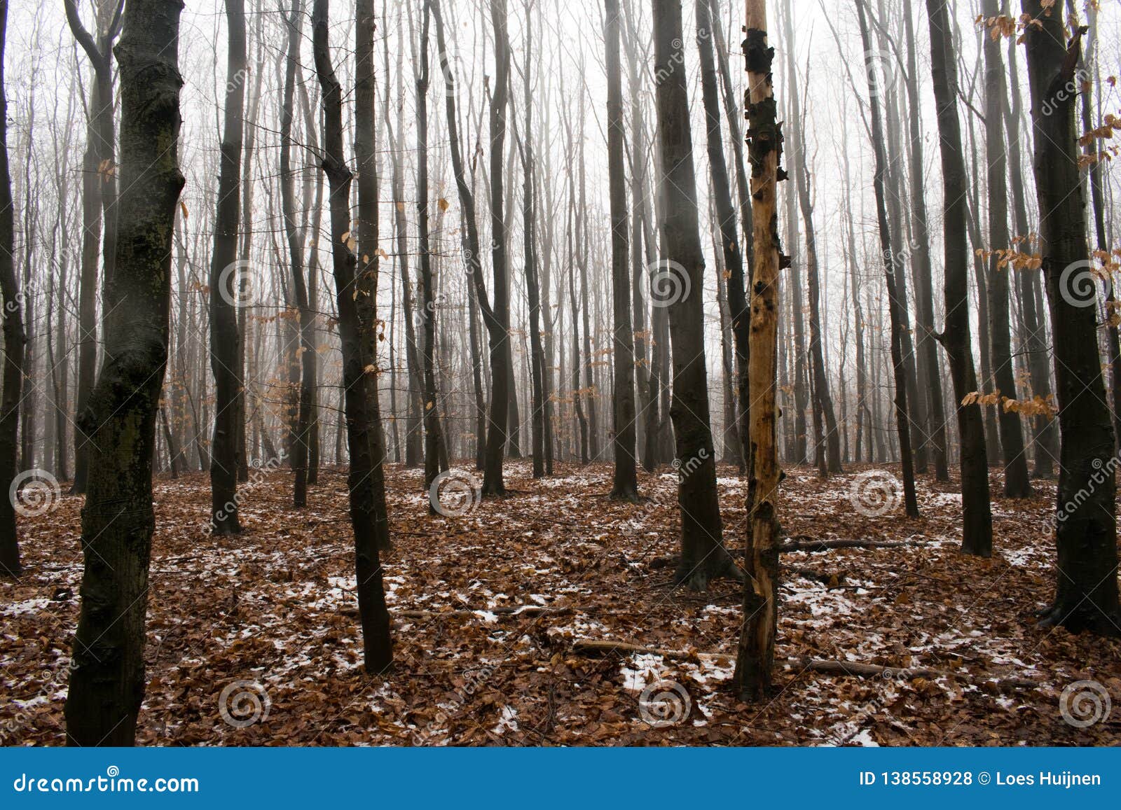 Black and White Trees in a Forest Stock Photo - Image of tree, white ...