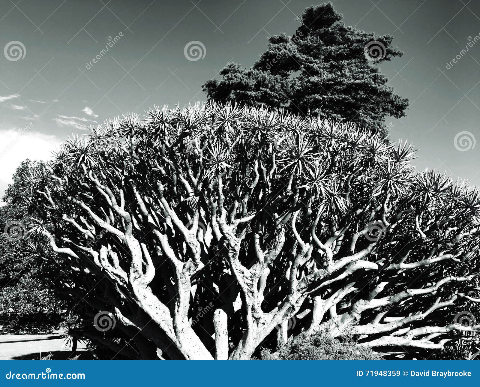 Black and White Trees Landscape Stock Image - Image of botanical ...
