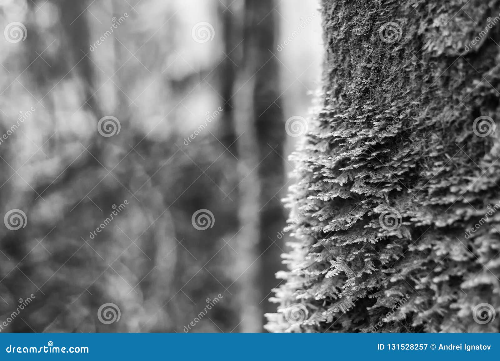 Black and White Trees with Moss in Forest Stock Image - Image of ...