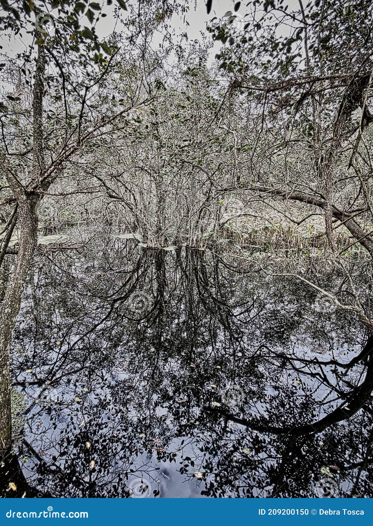 Black and White Swamp Trees Reflections Stock Photo - Image of white ...