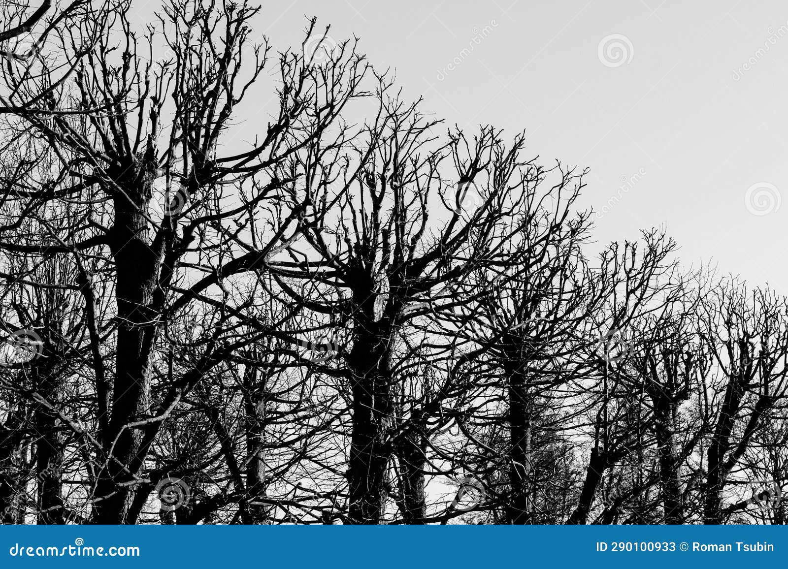 Black and White Trees Silhouettes Stock Image - Image of light ...