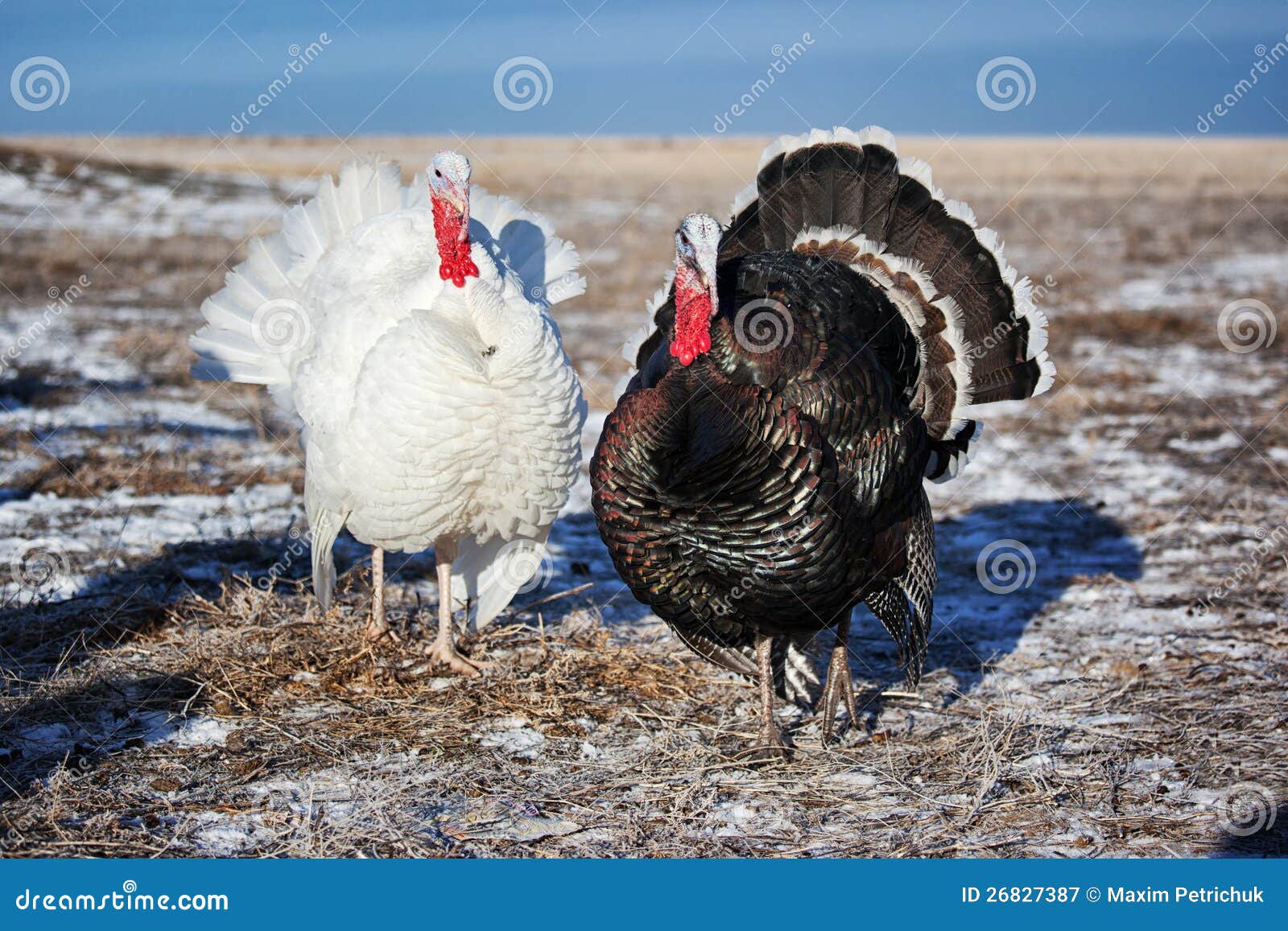 White Turkey Bird, Close Up, Outdoor, Sun Rays Light, Country Side ...