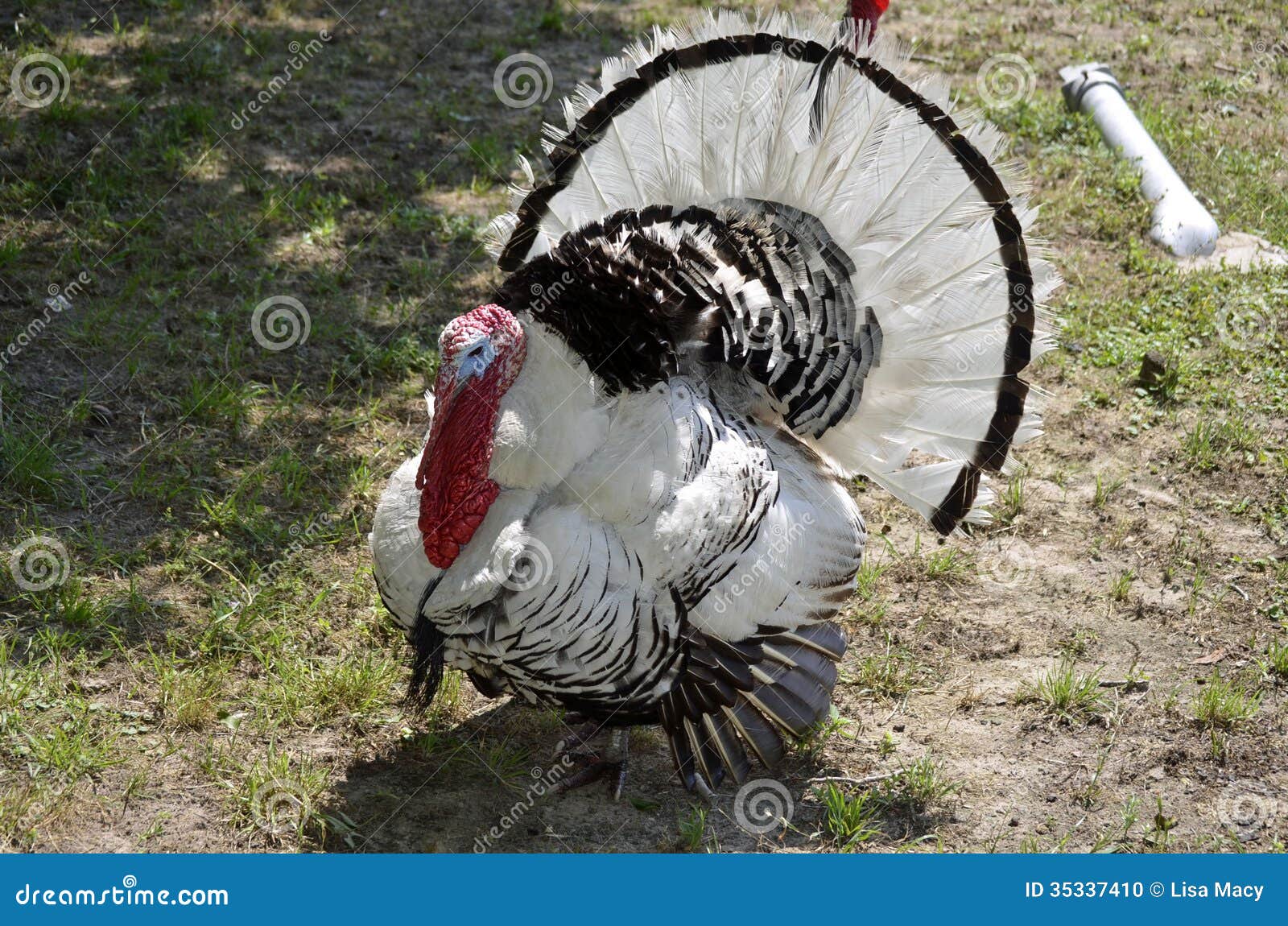 Black and white turkey stock photo. Image of strut, beard - 35337410