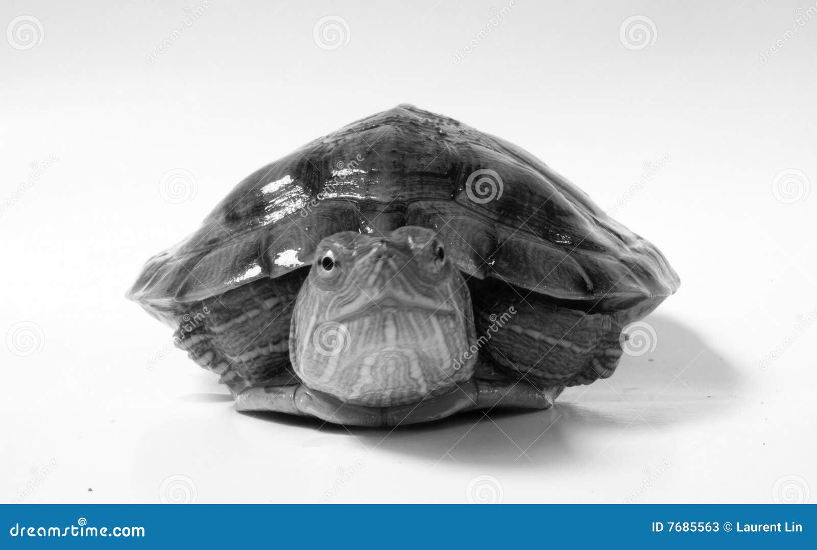 Black and White Turtle stock image. Image of black, background - 7685563