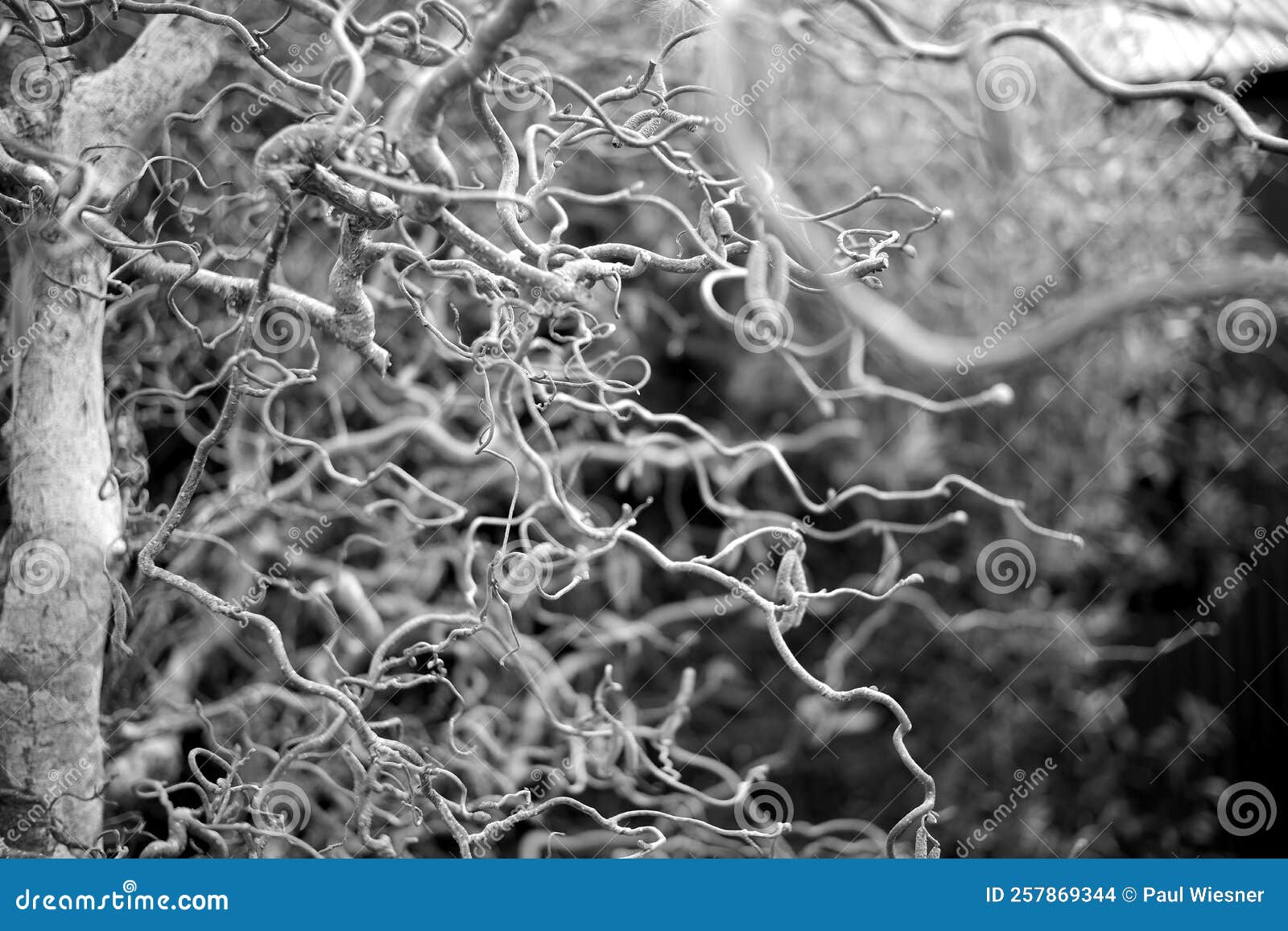 Black and White Twisted Tree Branches Spirals Twigs Stock Photo - Image ...