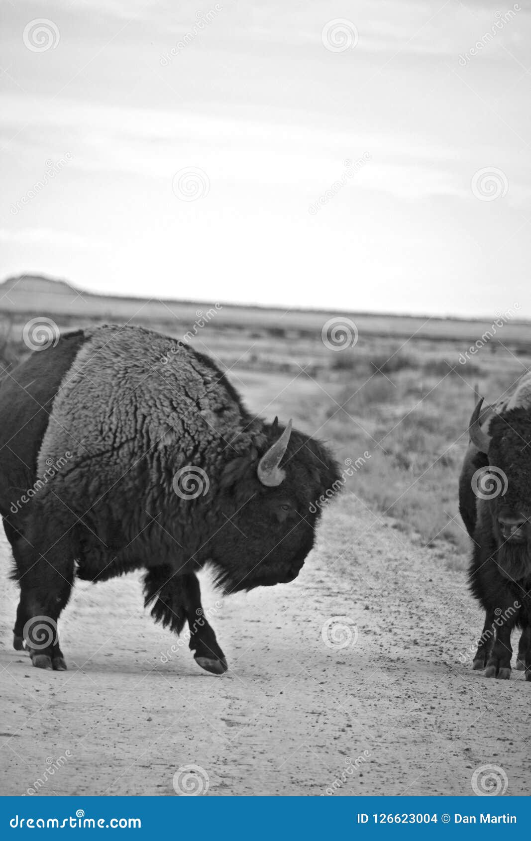 Black and White of Two Bison on Flat Ground Stock Photo - Image of ...