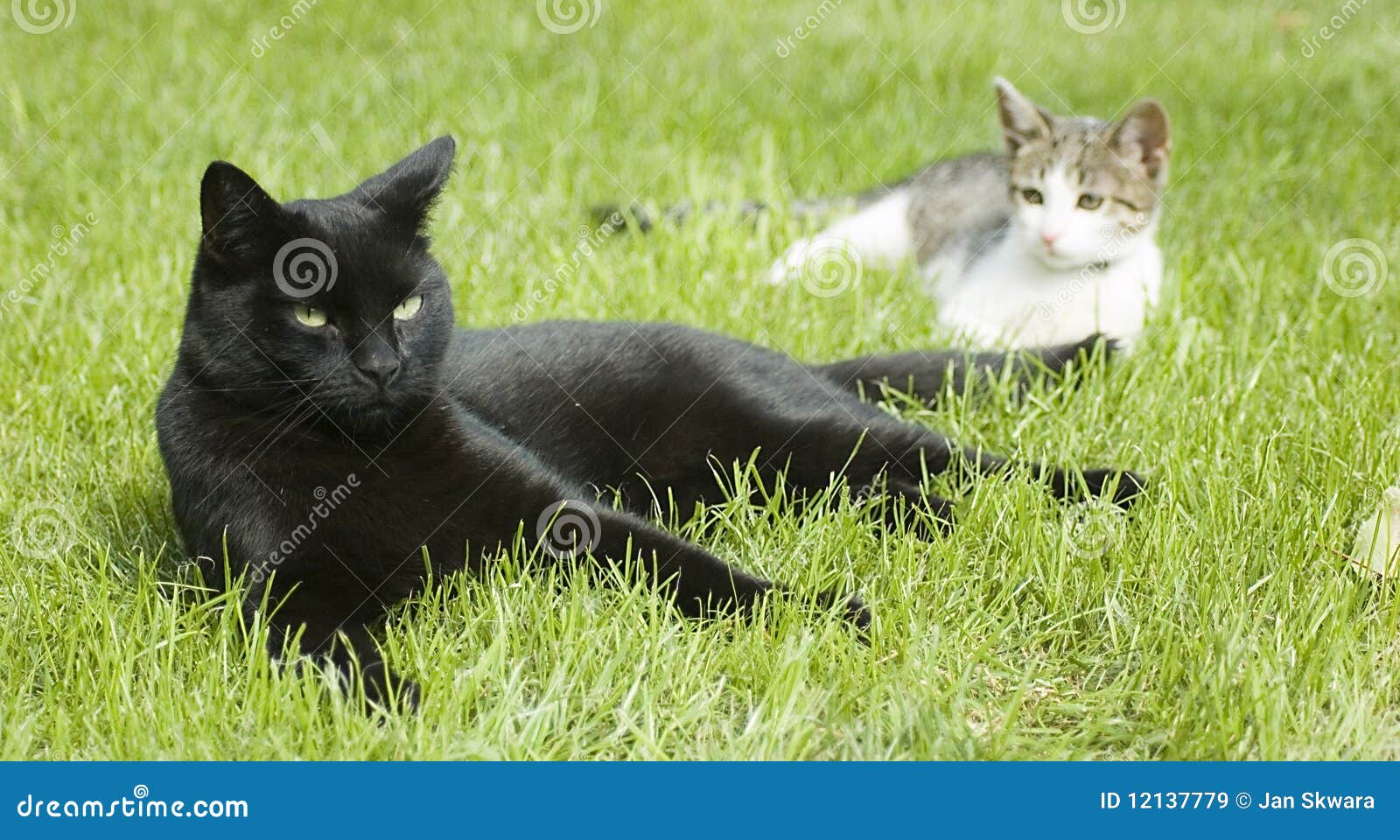 Black and white - two cats stock image. Image of feline - 12137779