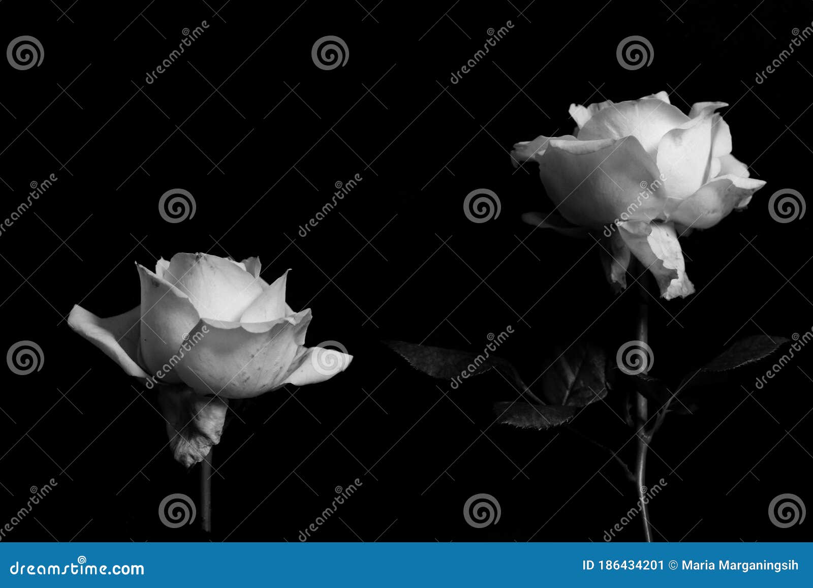 Black and White Two Roses on Dark Background. Stock Image - Image of ...