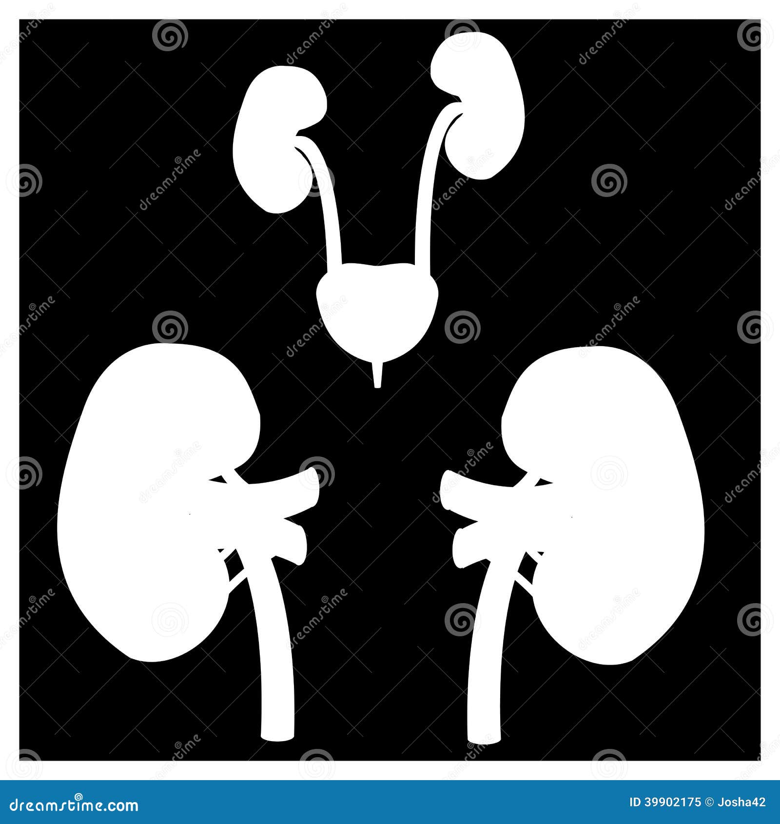 Black and White Urinary System, Bladder and Kidneys Stock Vector ...
