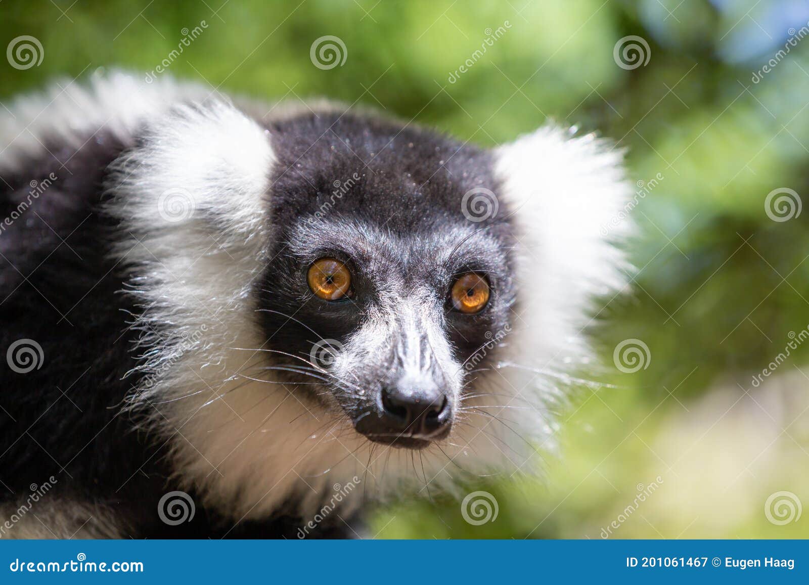 A Black and White Vari Lemur Looks Quite Curious Stock Image - Image of ...