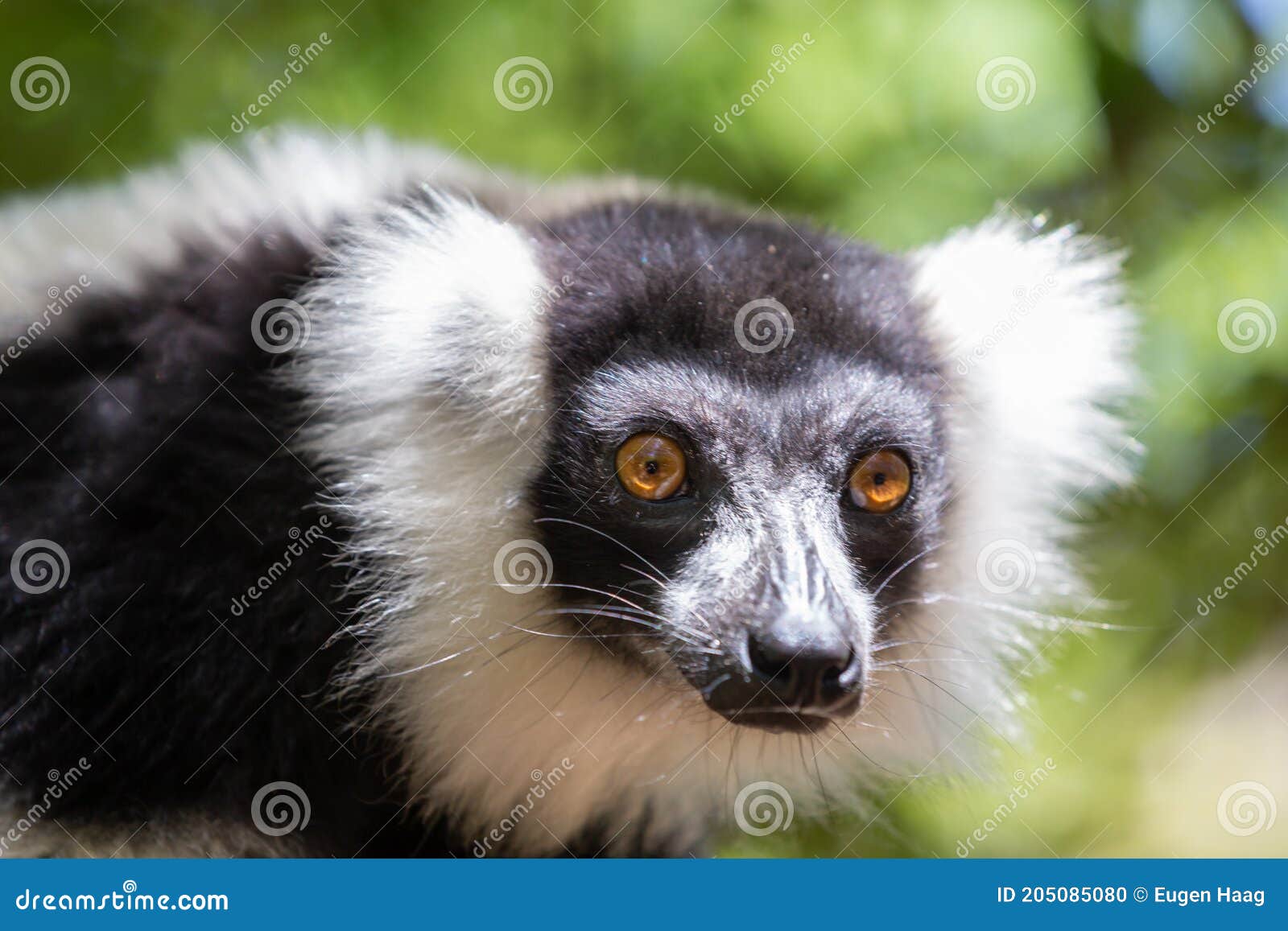 A Black and White Vari Lemur Looks Quite Curious Stock Photo - Image of ...