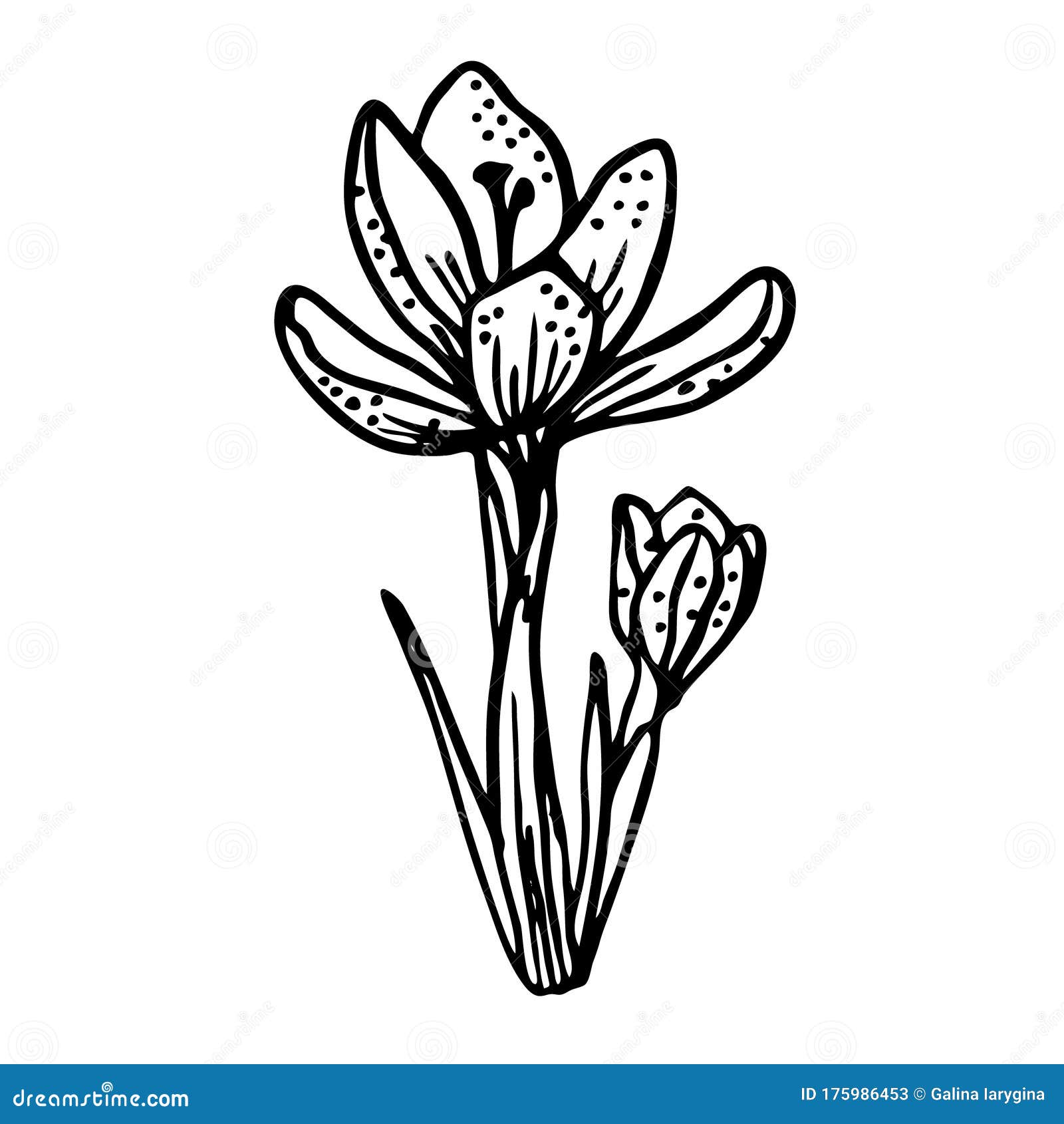 Black and White Vector Crocus Flower Hand-drawn in Doodle Style Stock ...