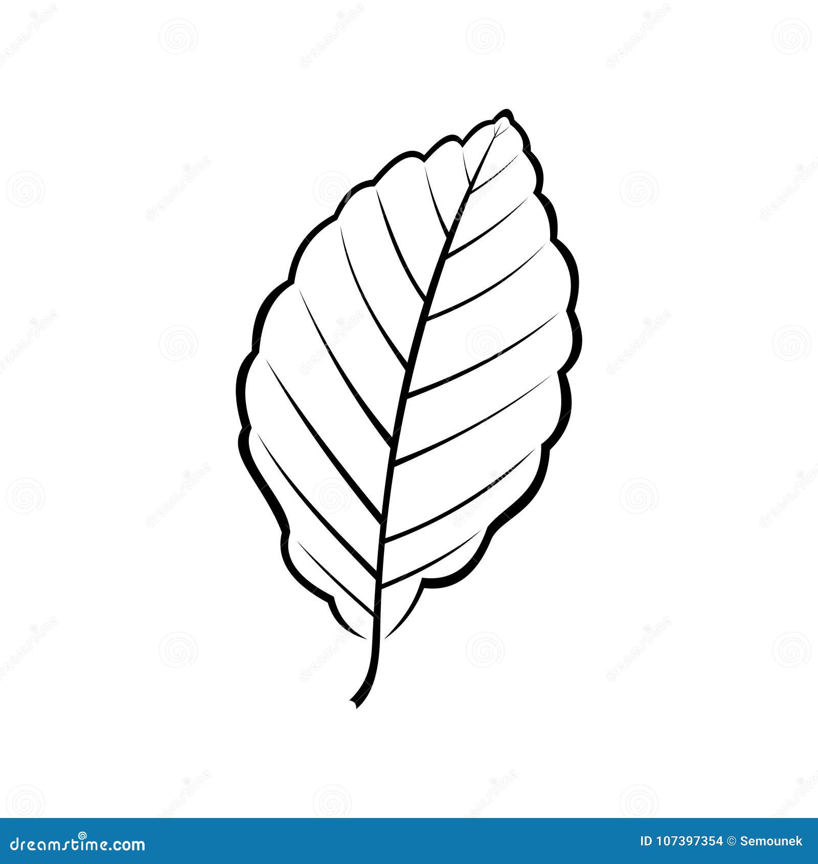 Black and White Vector Illustration of a Beech Leaf Stock Vector ...