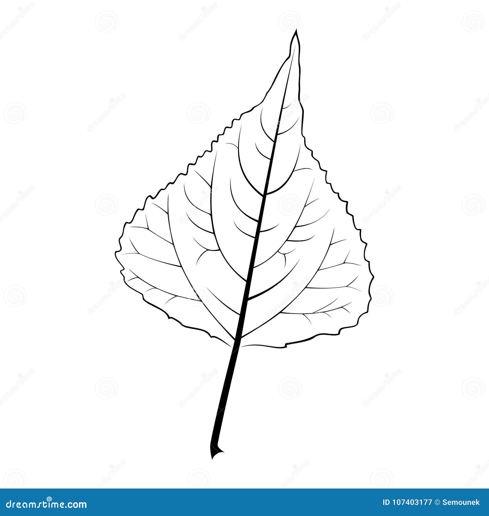 Poplar Leaf. Silhouette. Part Of The Tree With Veins. Vector ...