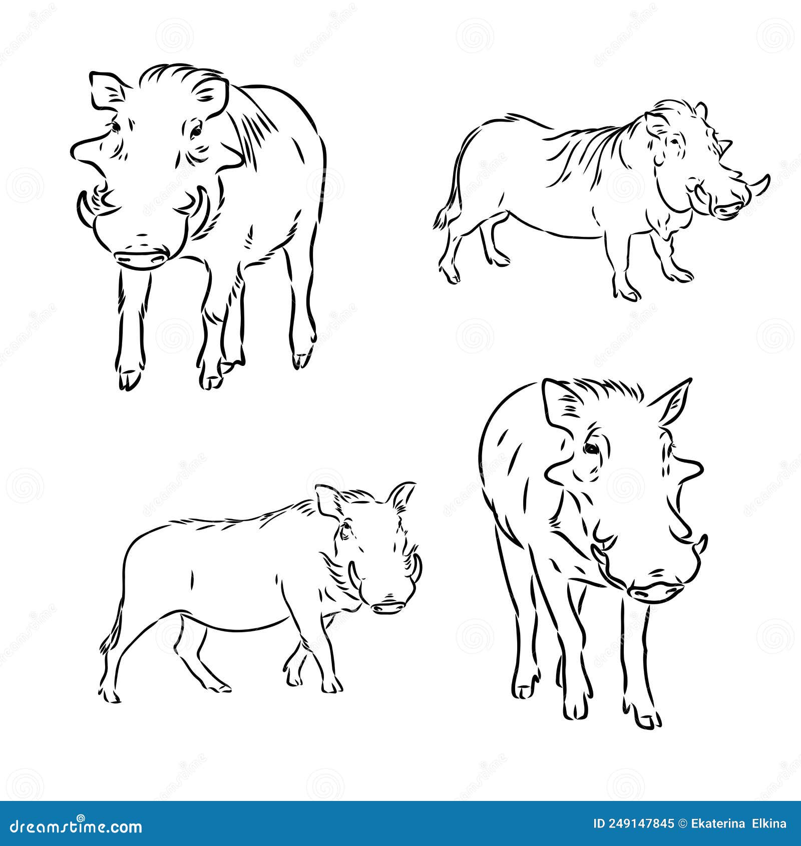 Black and White Vector Line Drawing of a Warthog S Face Stock Vector ...