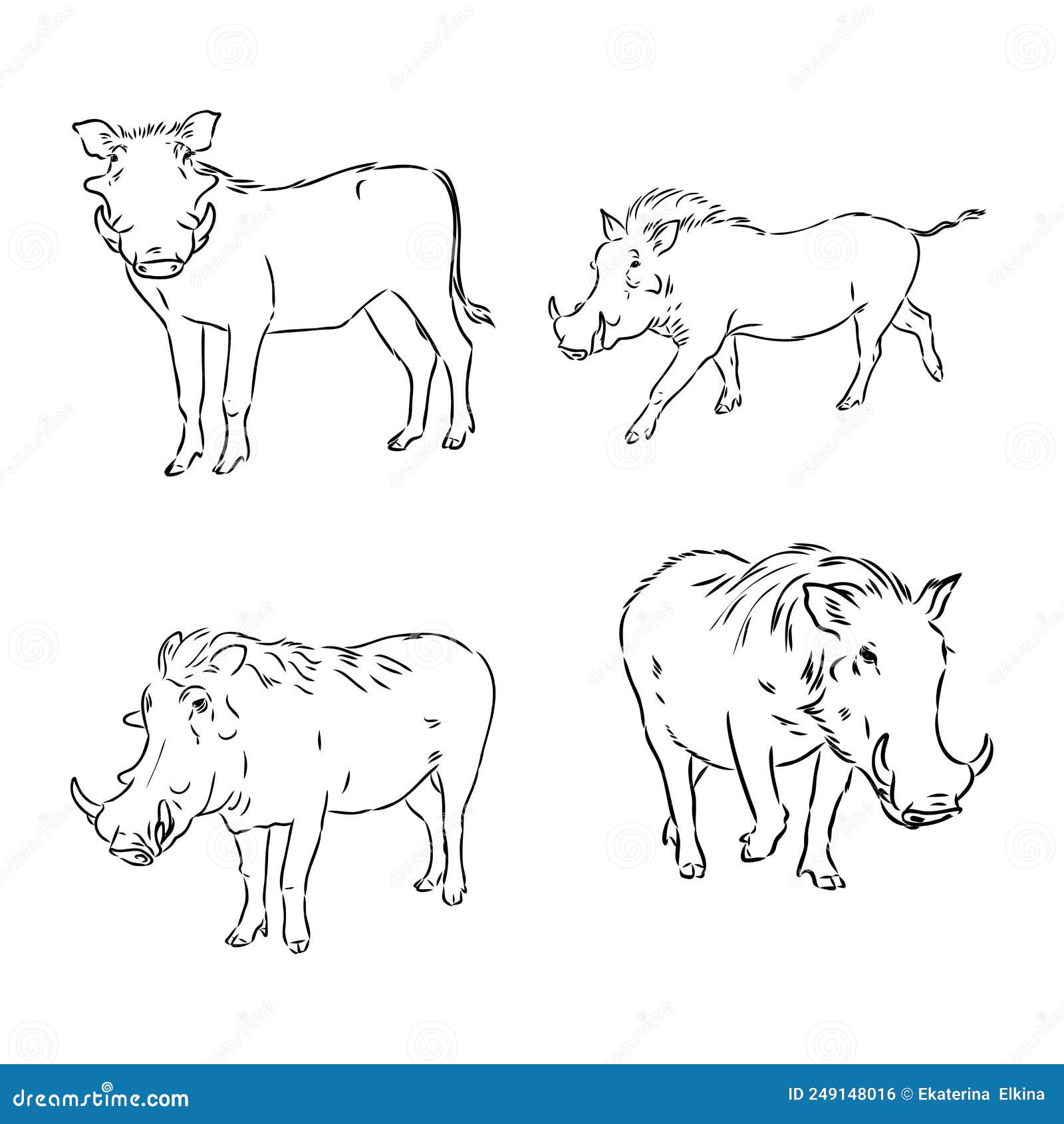 Black and White Vector Line Drawing of a Warthog S Face Stock Vector ...