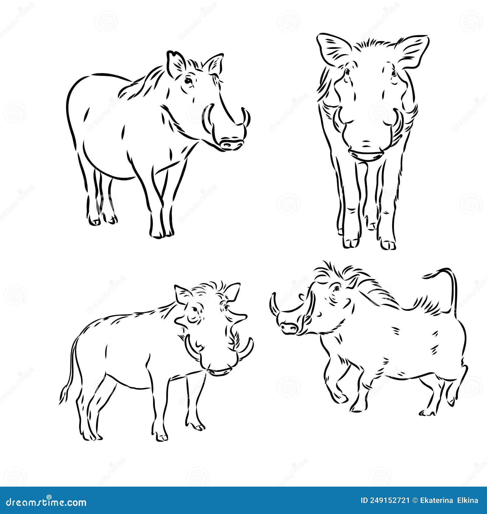 Black and White Vector Line Drawing of a Warthog S Face Stock ...